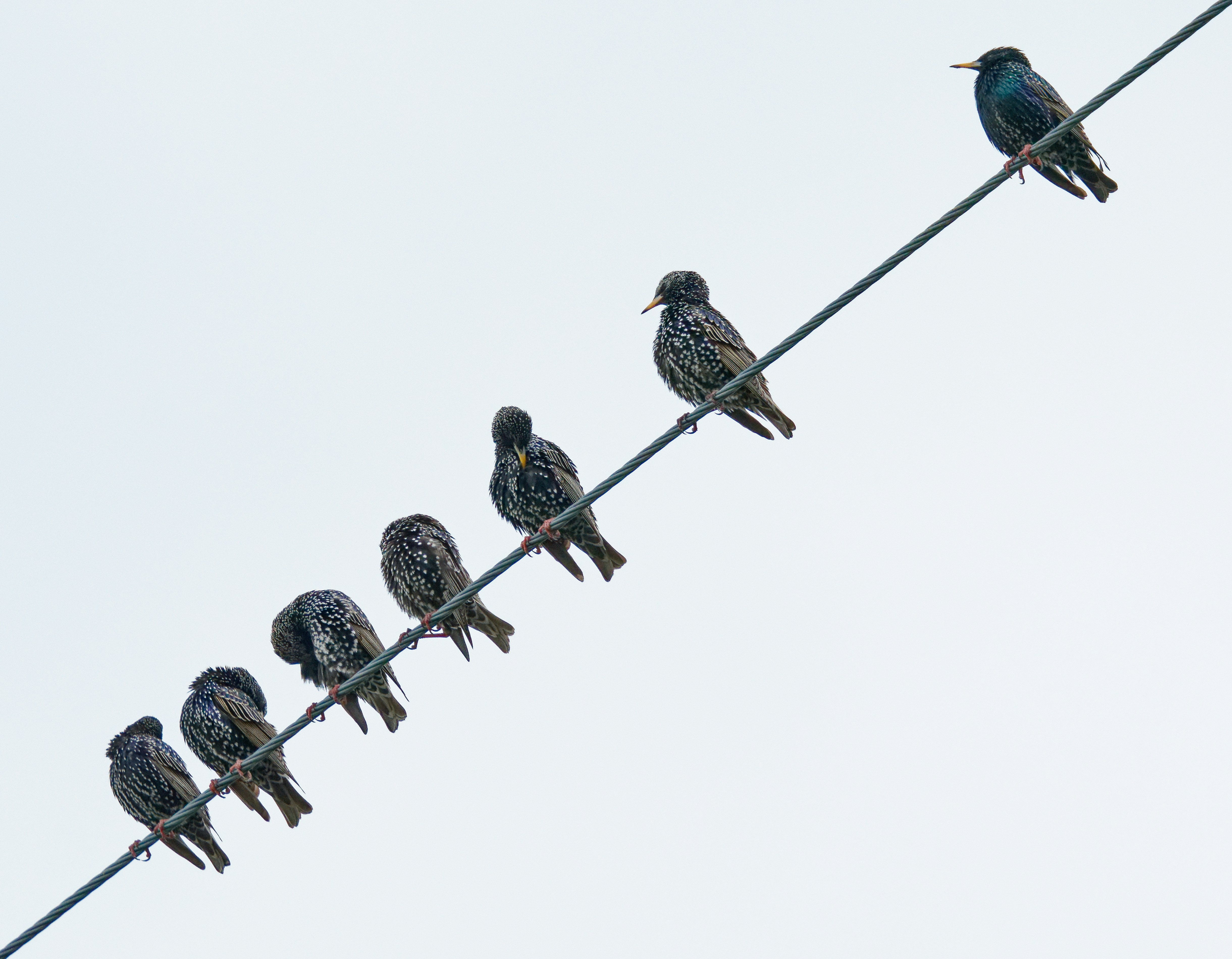 Birds perch on a wire against a cloudy sky. photo – Free Starling Image ...