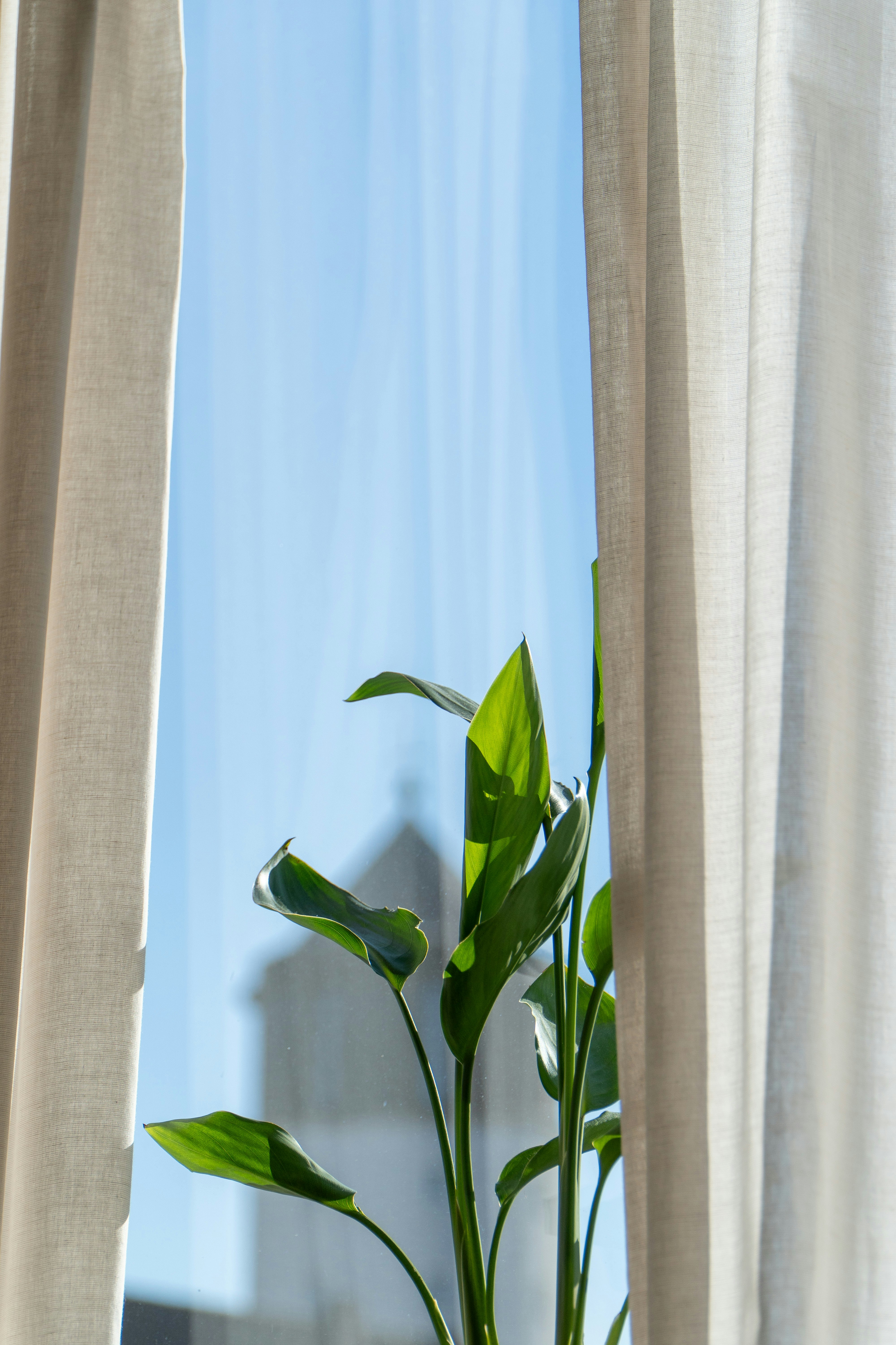 Serenity Behind the Curtain
