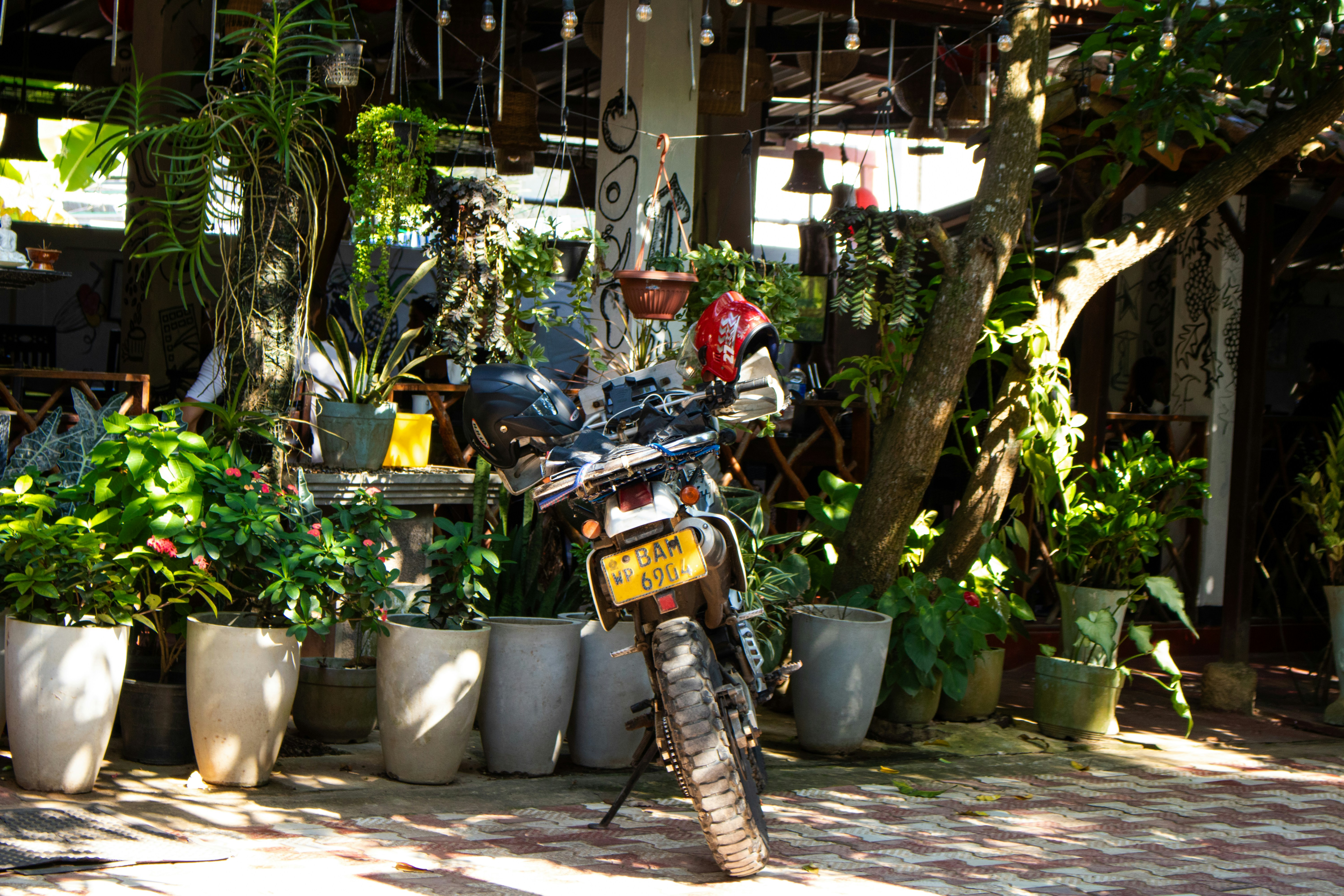 A motorcycle sits surrounded by plants and pots. photo – Free Travel ...