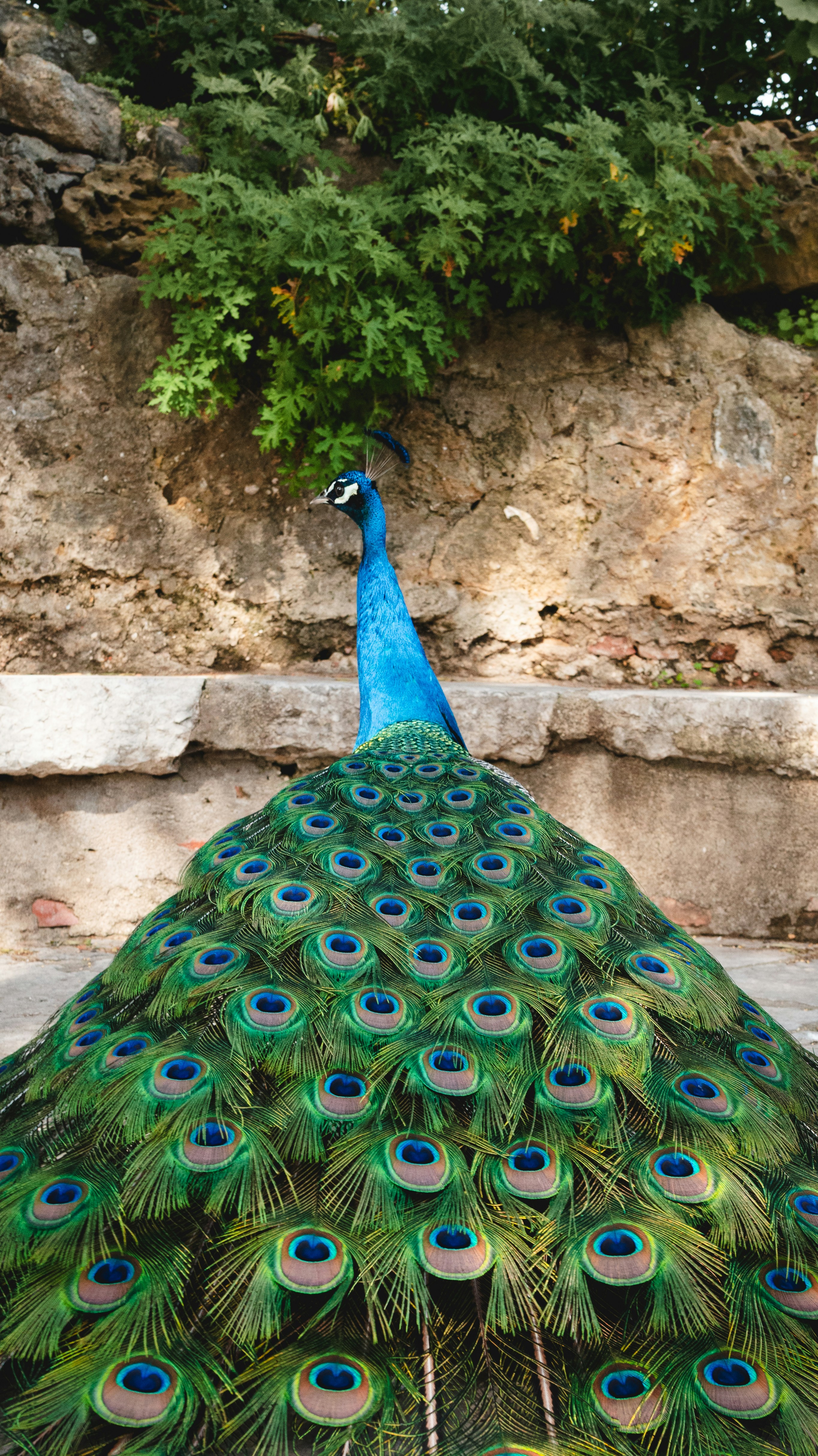 Cerulean Crest and Emerald Tail: A Peacock on a Stone Terrace