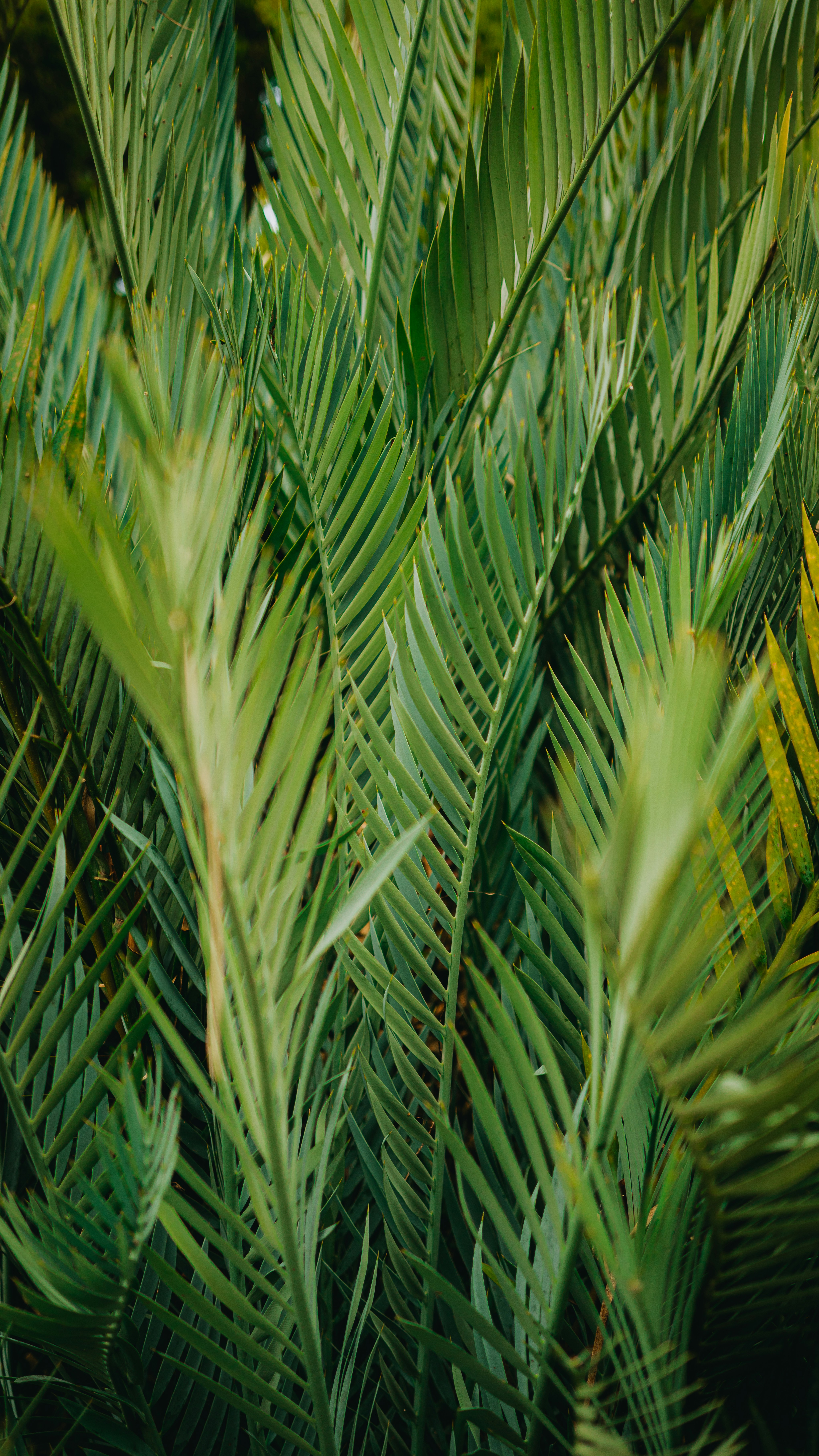 Close-up of dense, vibrant green palm fronds with intricate textures.