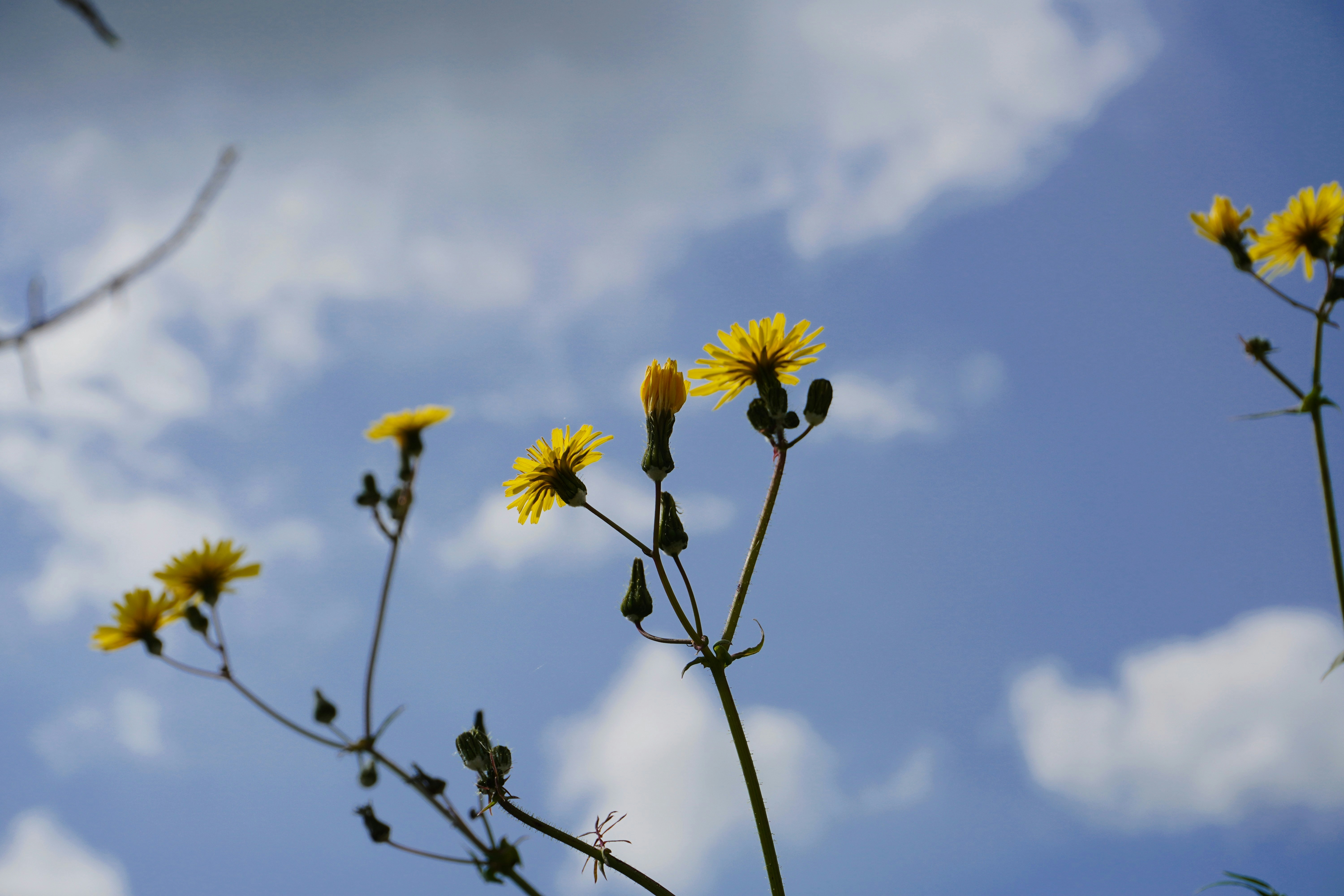 Yellow flowers reaching towards a blue sky with scattered white clouds.