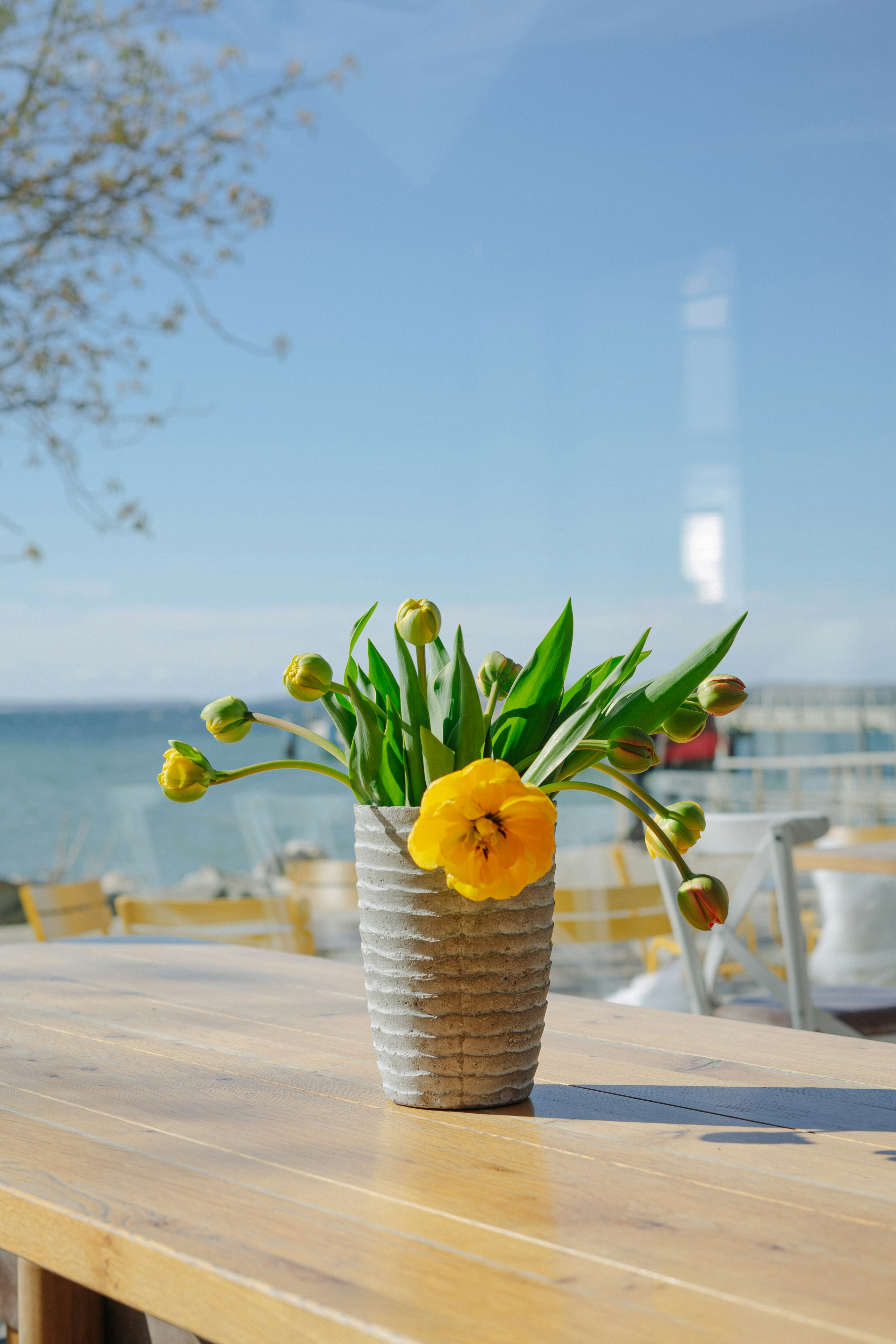 Sunny Tulip Centerpiece on a Coastal Terrace