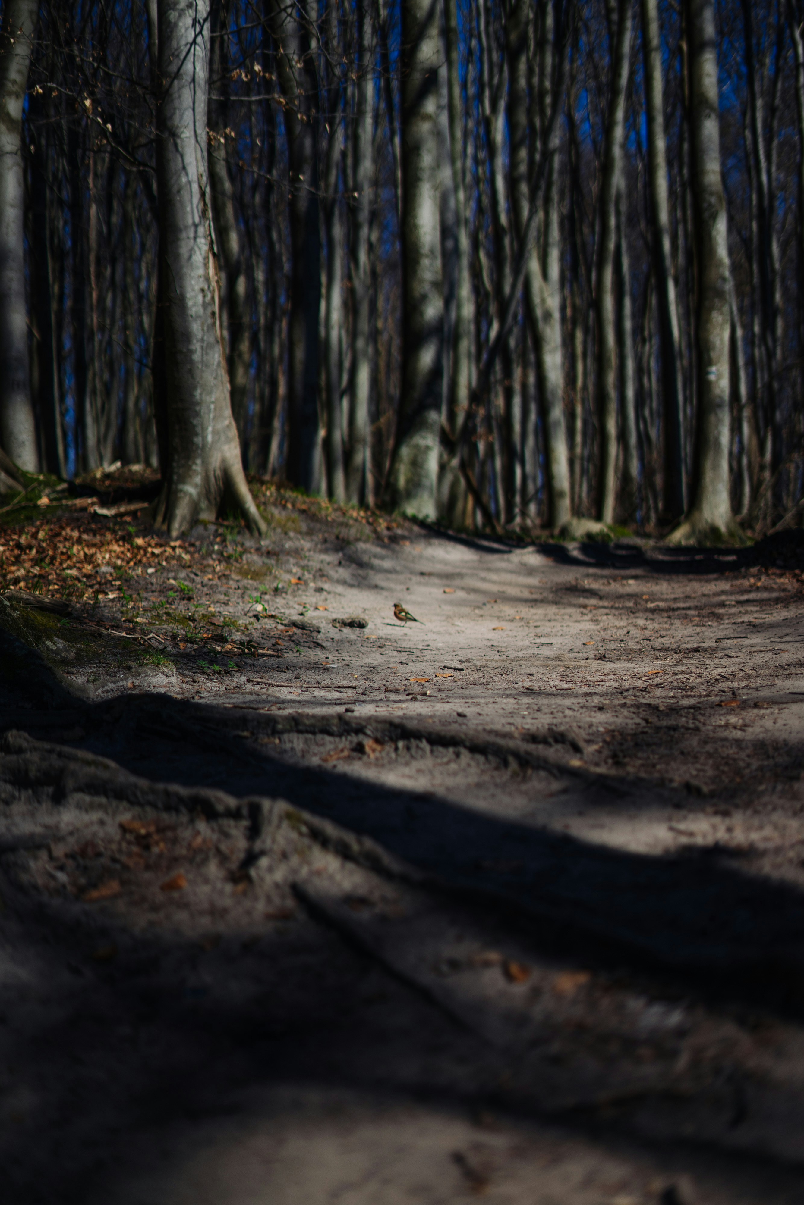 Whispering Shadows on a Woodland Path