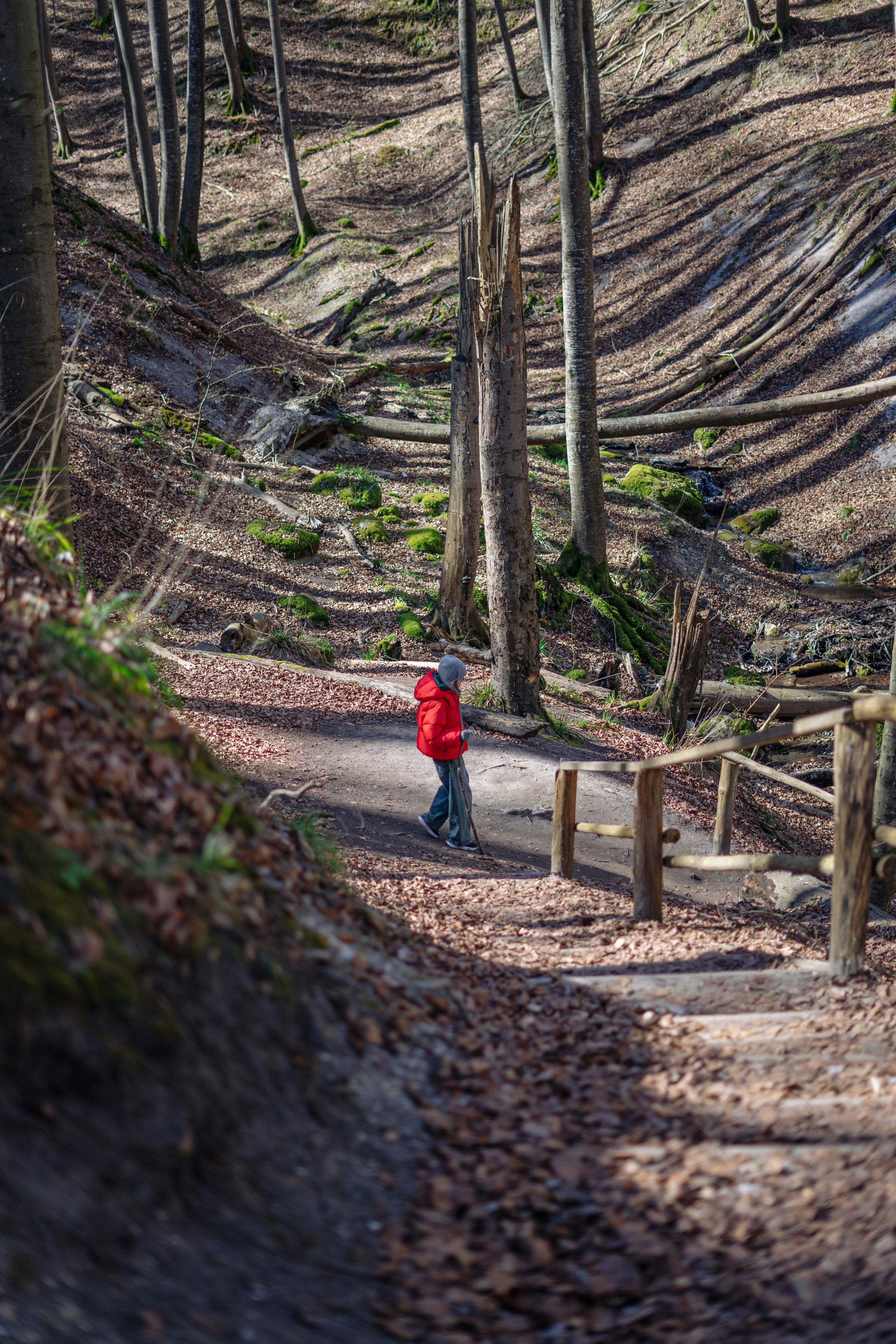 Person in a red jacket walking along a winding forest trail with tall trees and scattered leaves.
