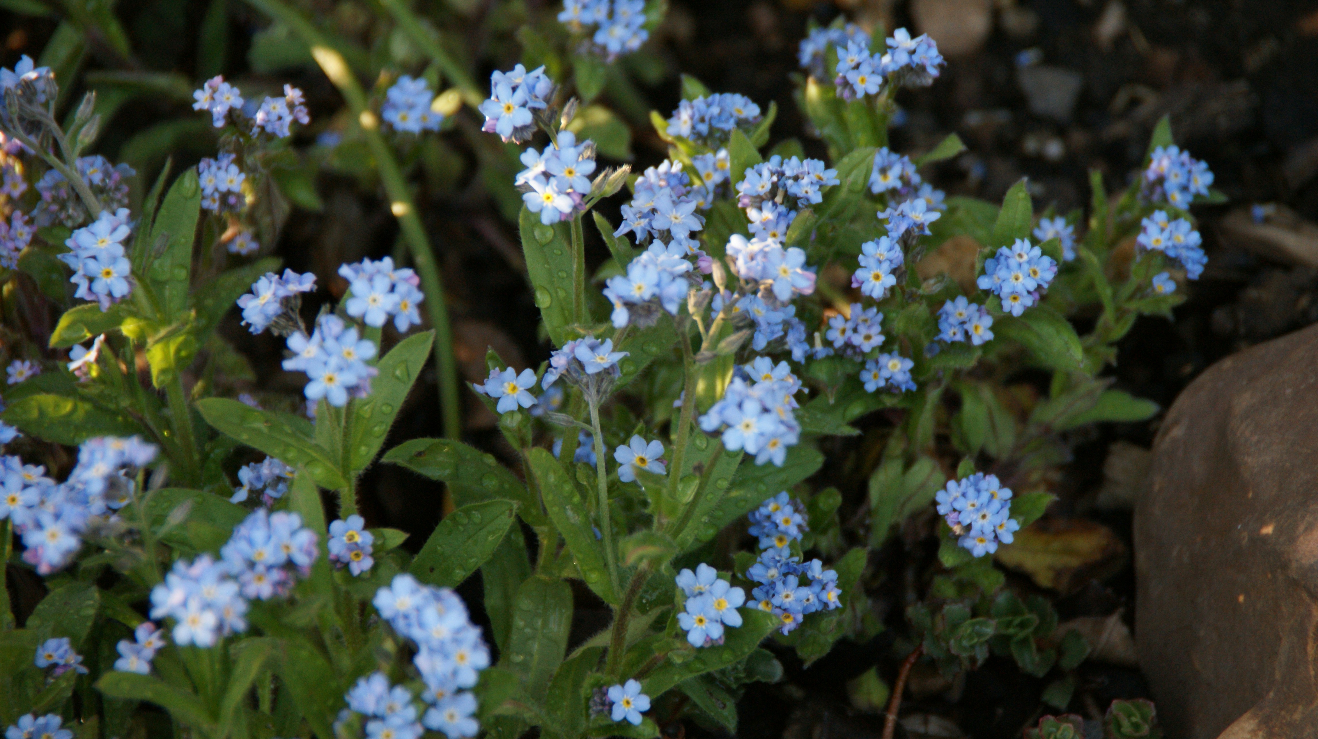 Light blue forget-me-not flowers are in bloom. photo – Free Blue ...