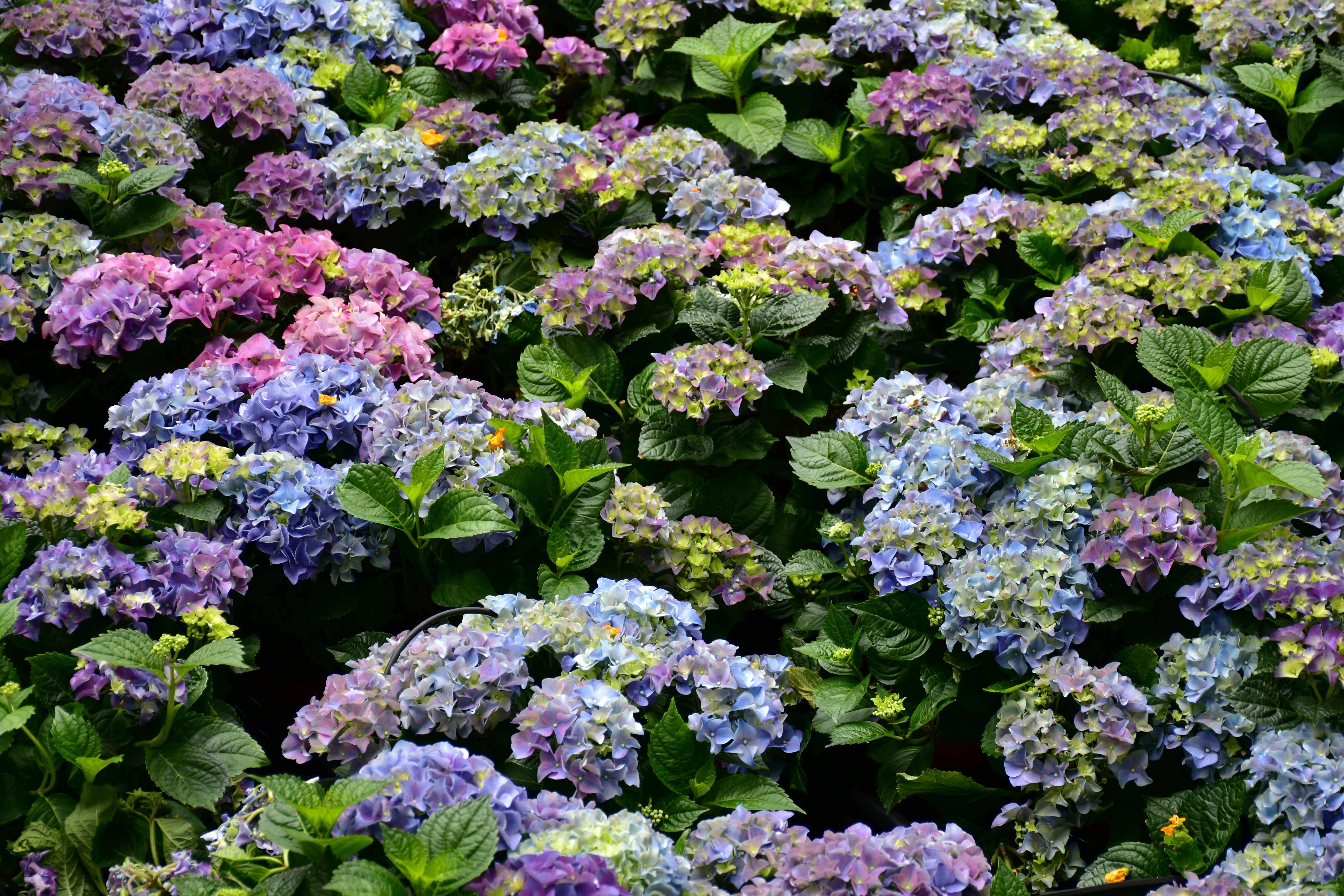 Vibrant hydrangea blooms in shades of blue, pink, and purple nestled among lush green leaves.