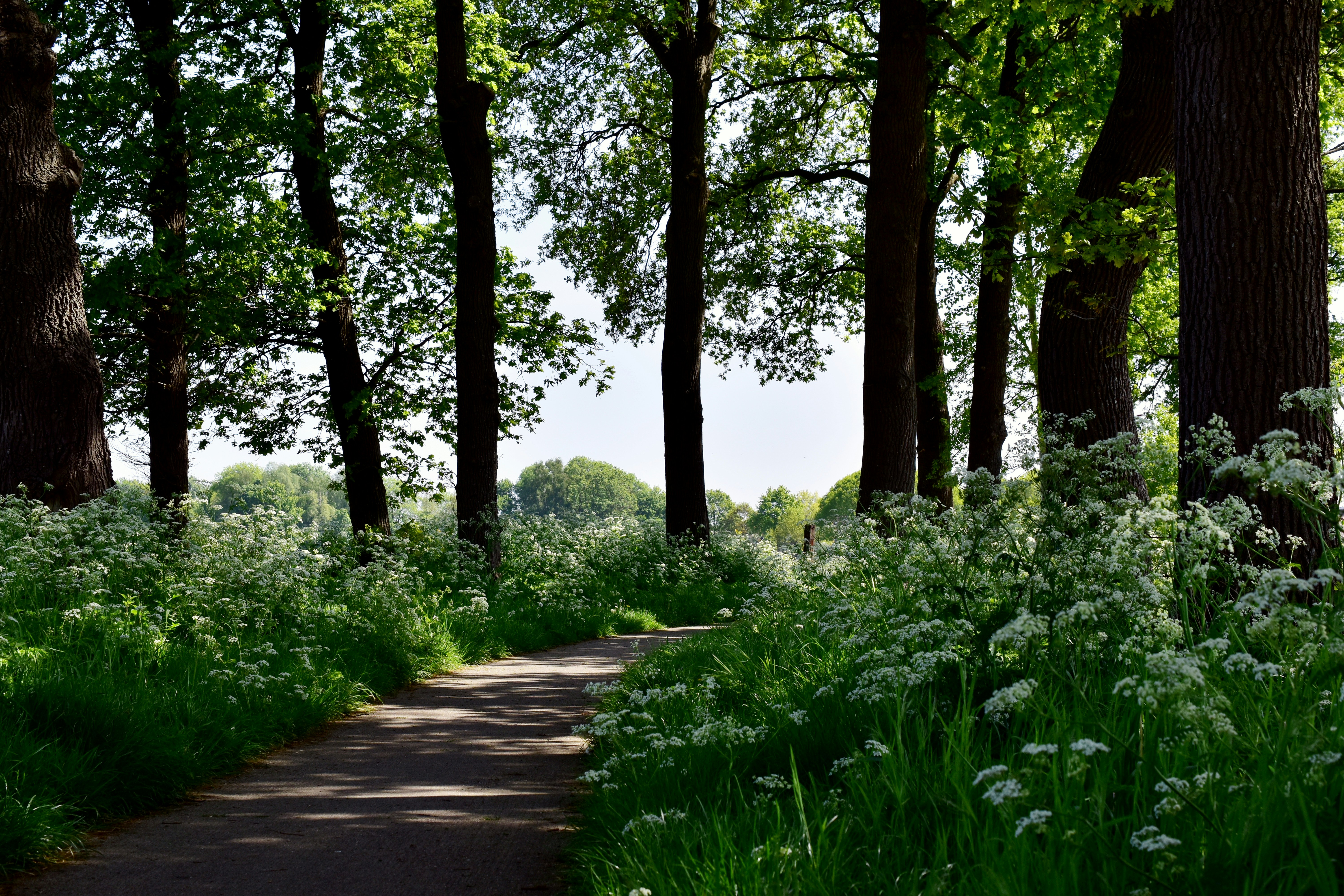 A path leads through a shaded forest. photo – Free Spring Image on Unsplash