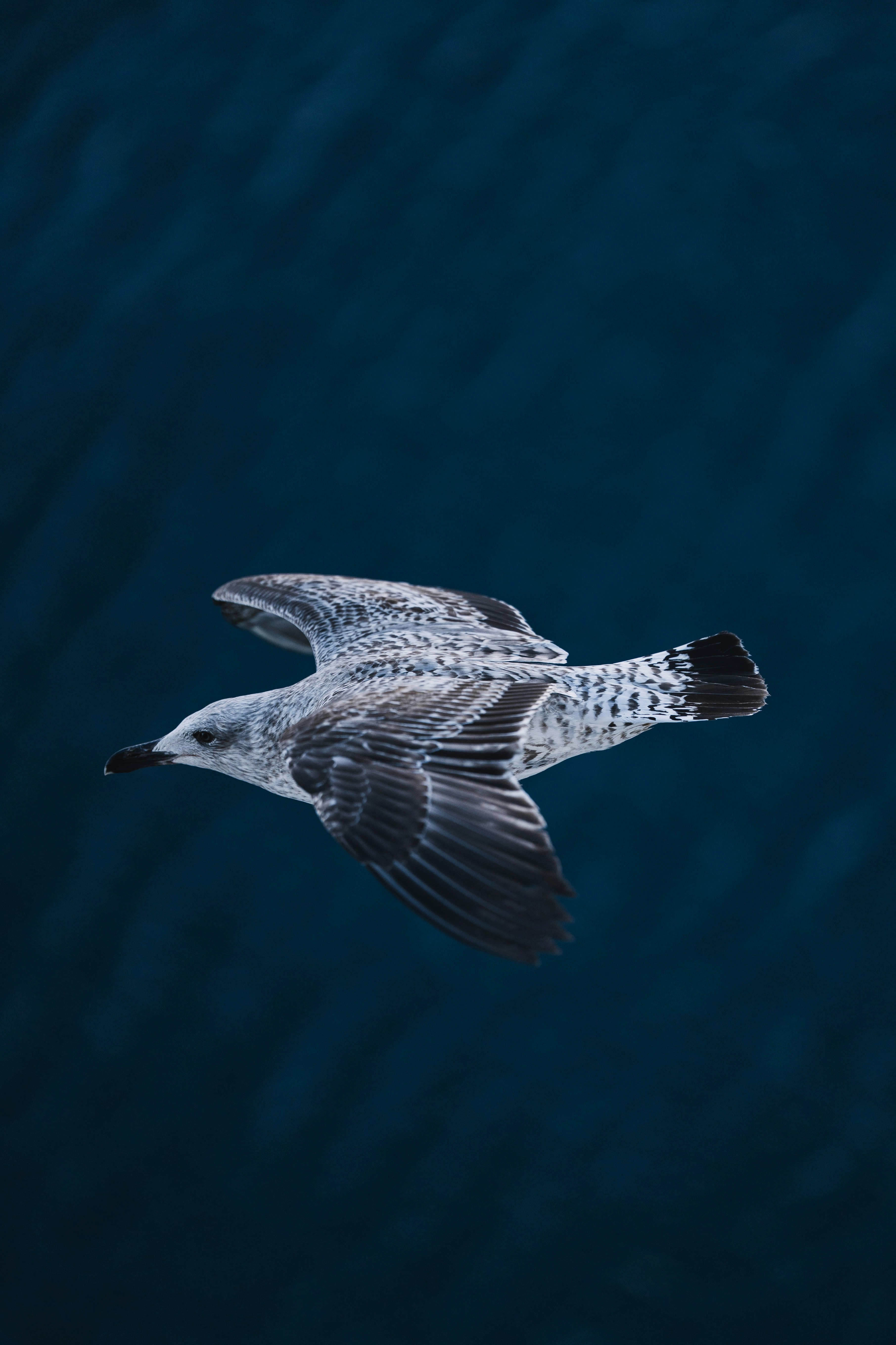 Midnight Sea, White-Winged Glide