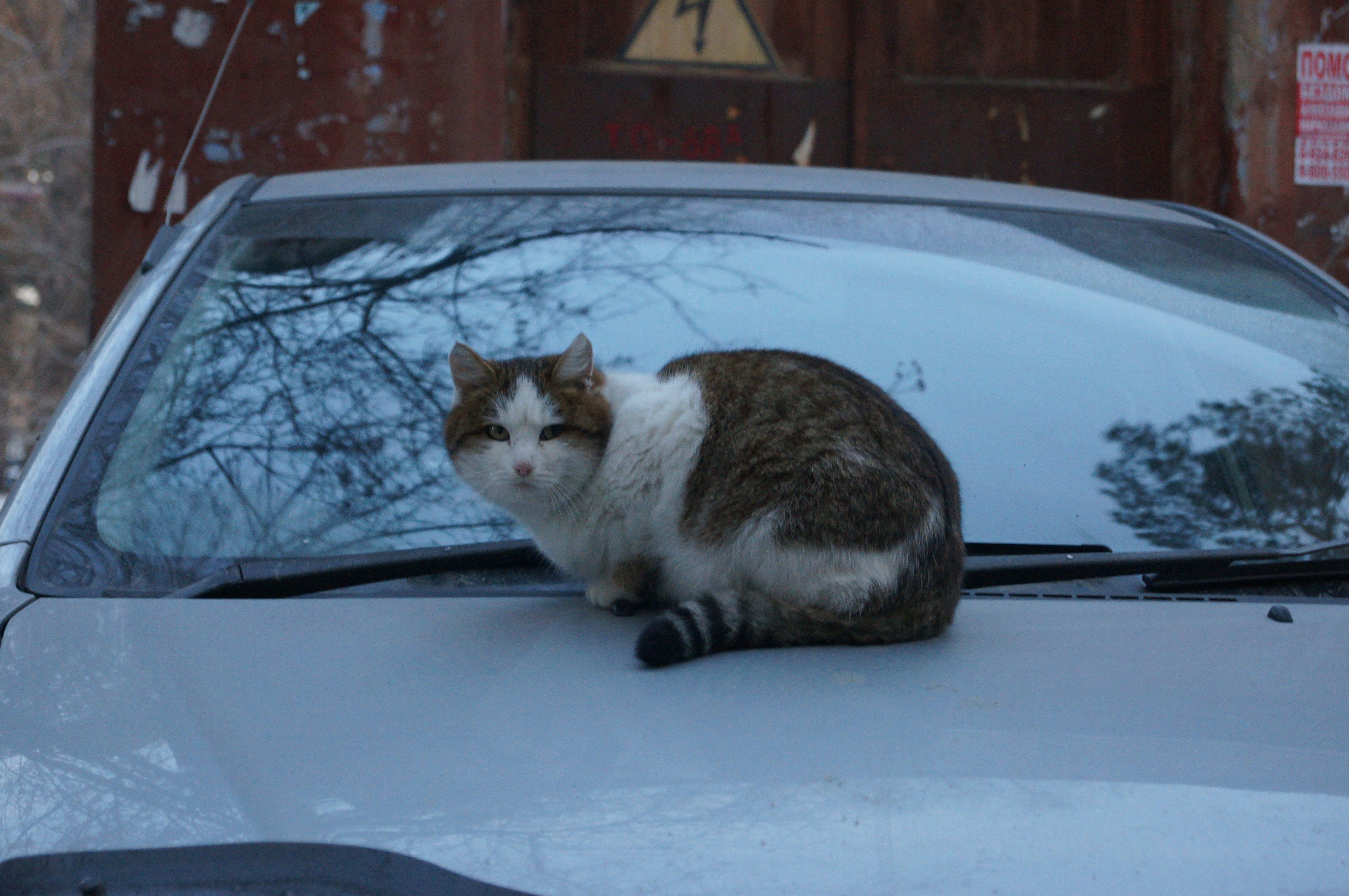 A calico cat sits perched on the hood of a silver car, with bare tree branches reflected in the windshield, creating a calm, candid moment.