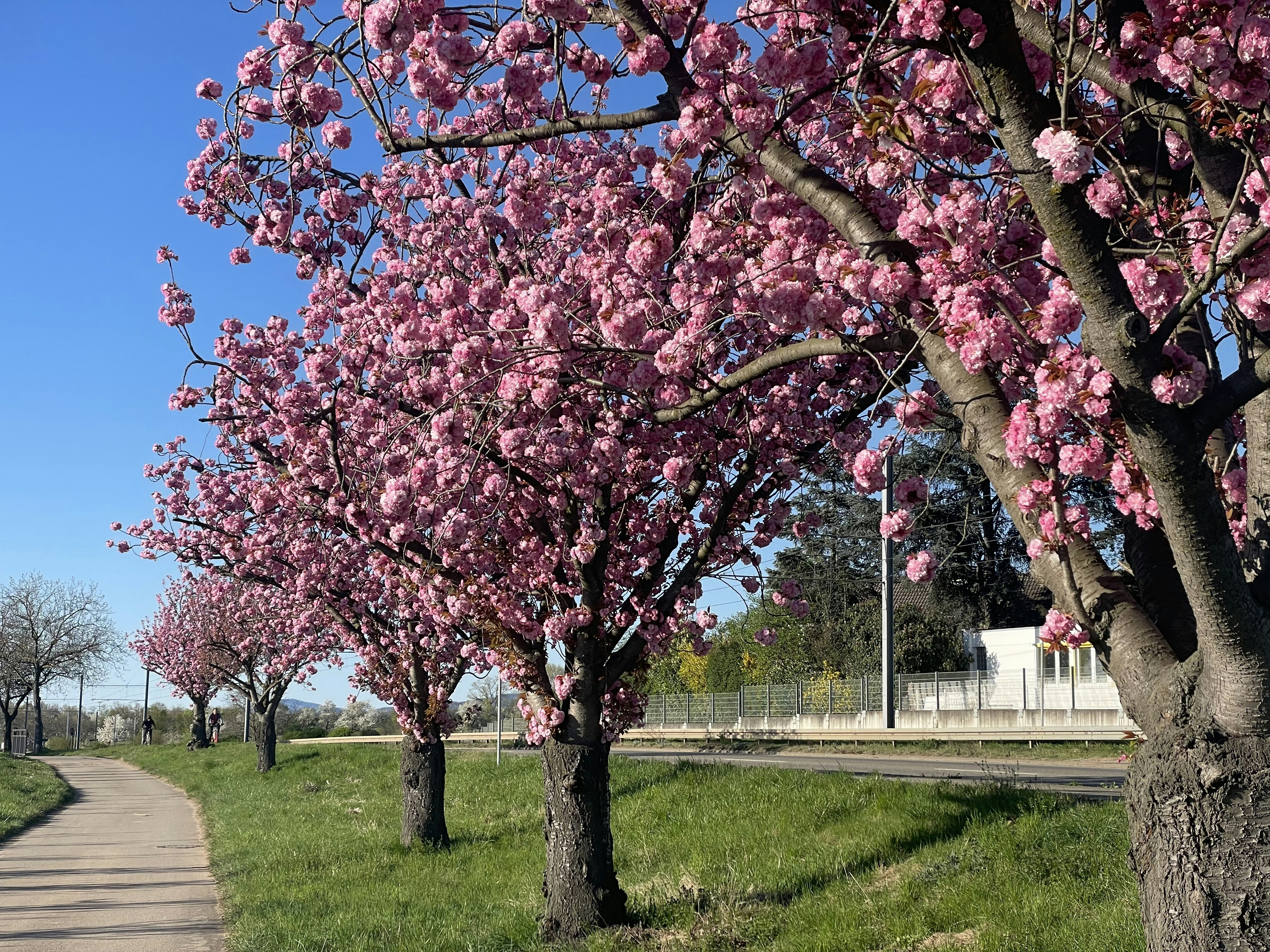 Cherry blossom trees in full bloom along a sunny pathway under a clear blue sky.