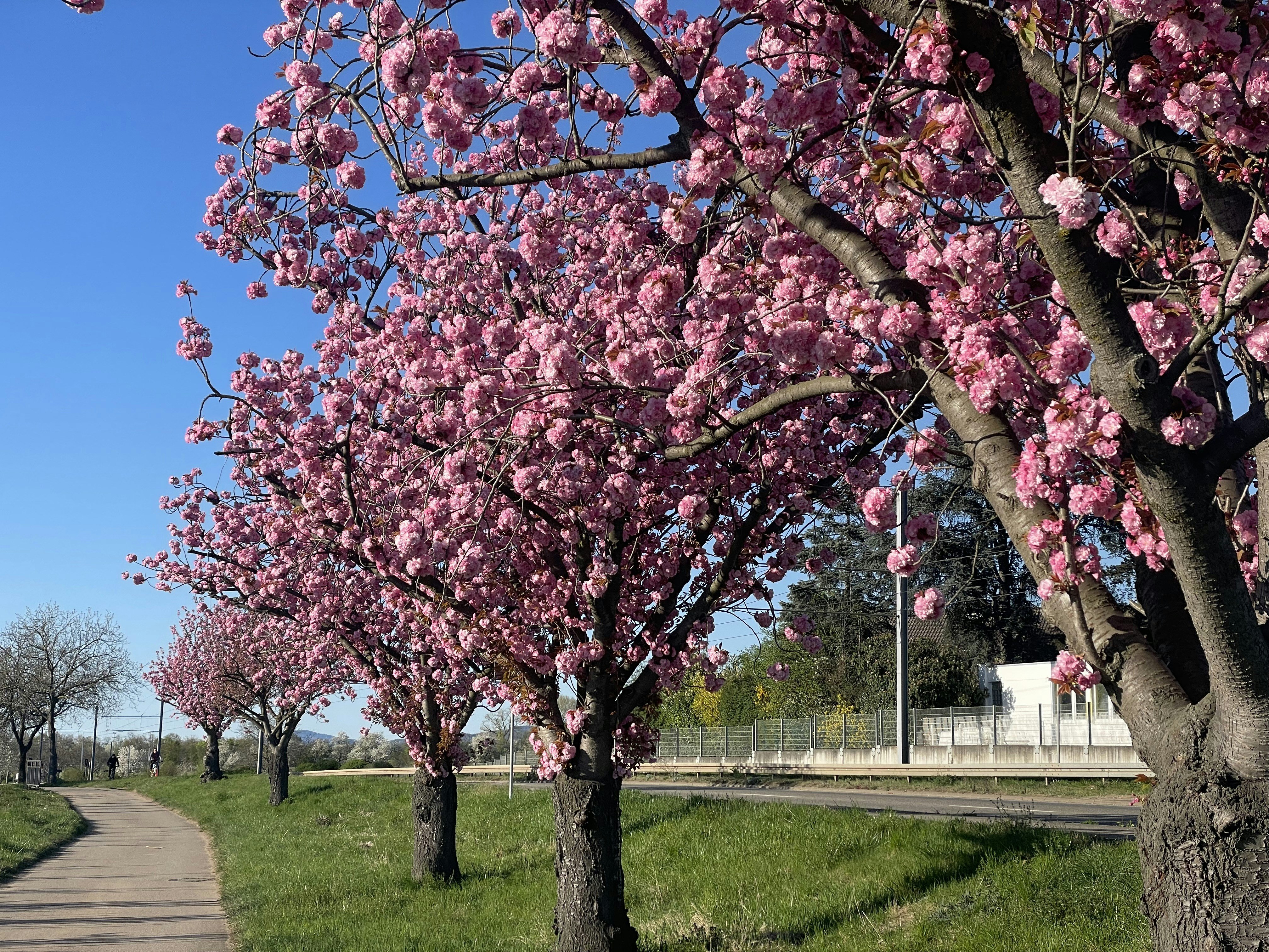 Cherry blossom trees line a path on a sunny day. photo – Free Flower ...