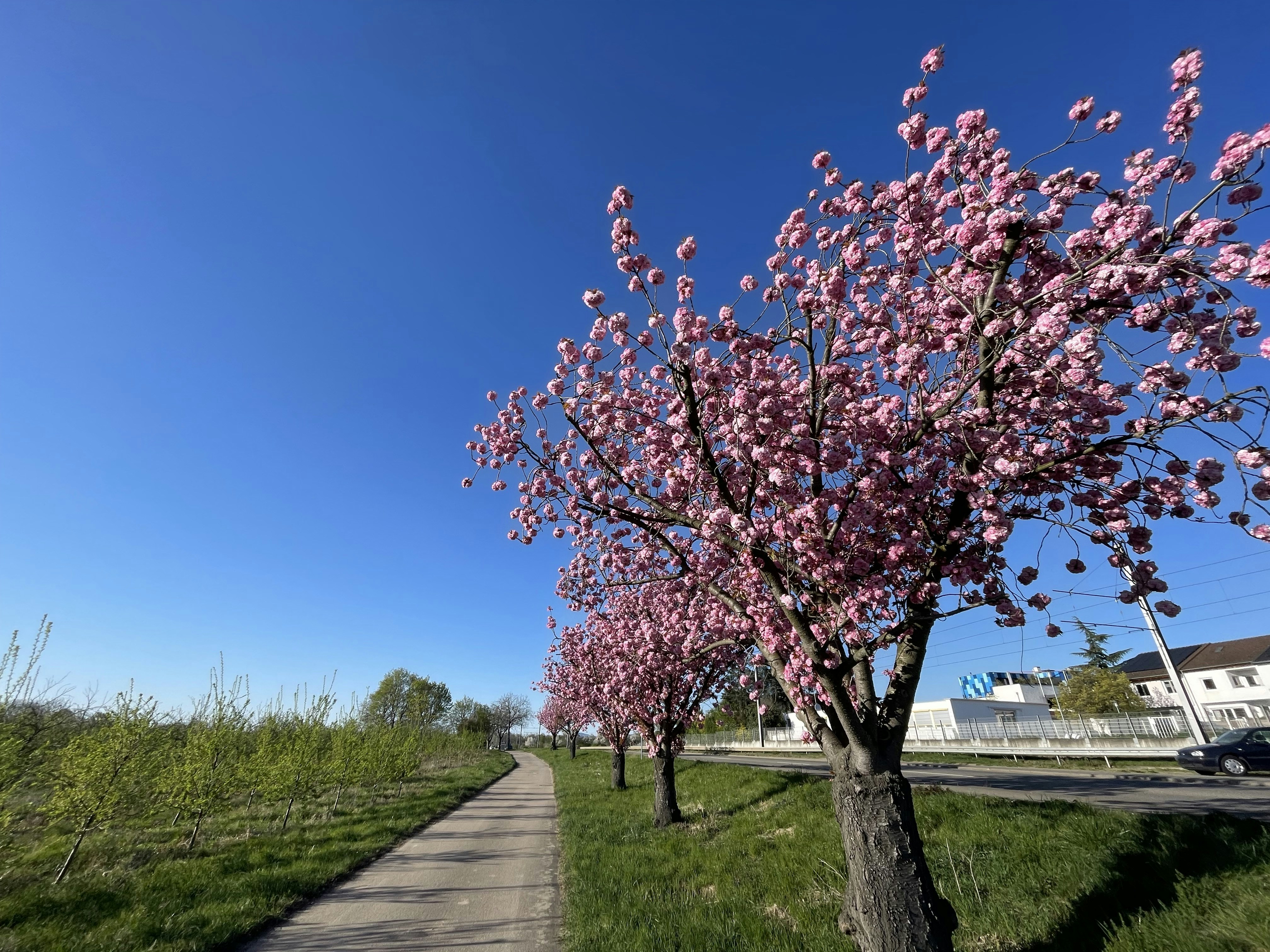 Photo by Bernd 📷 Dittrich with Apple iPhone 12 Pro