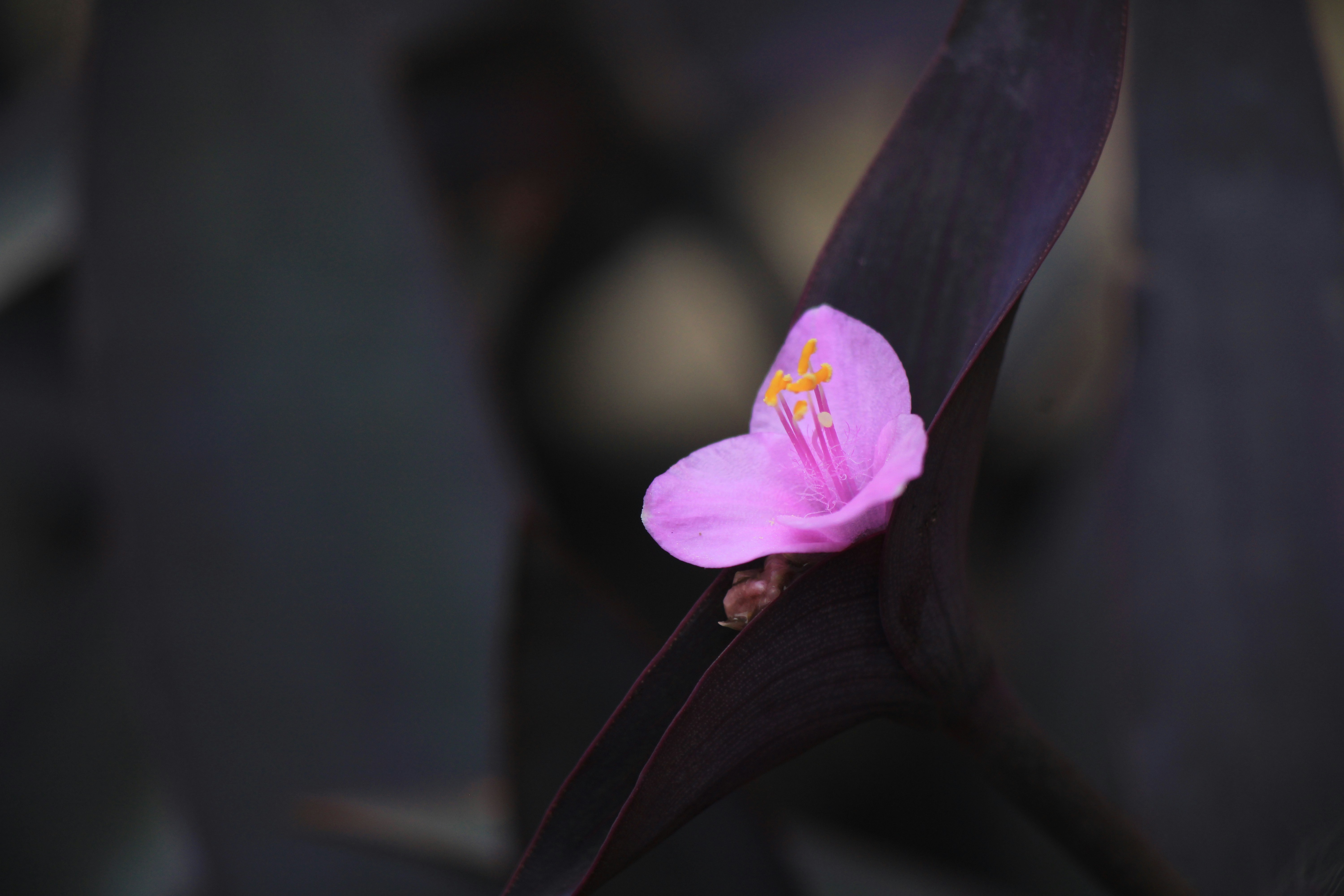 Petal in Velvet: a lone pink bloom pierces the shadows