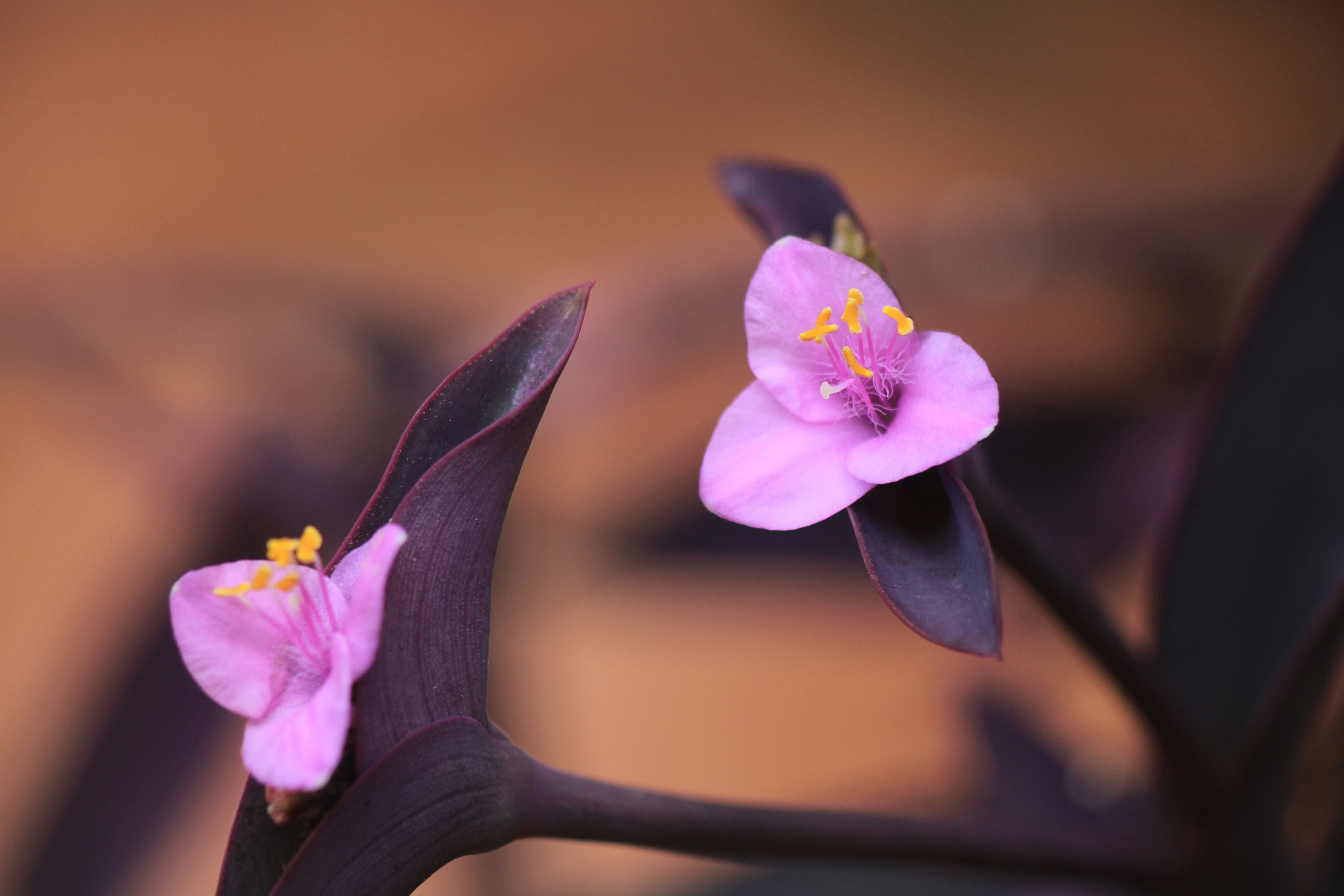 Pink Bloom Duet in a Warm Bokeh Embrace