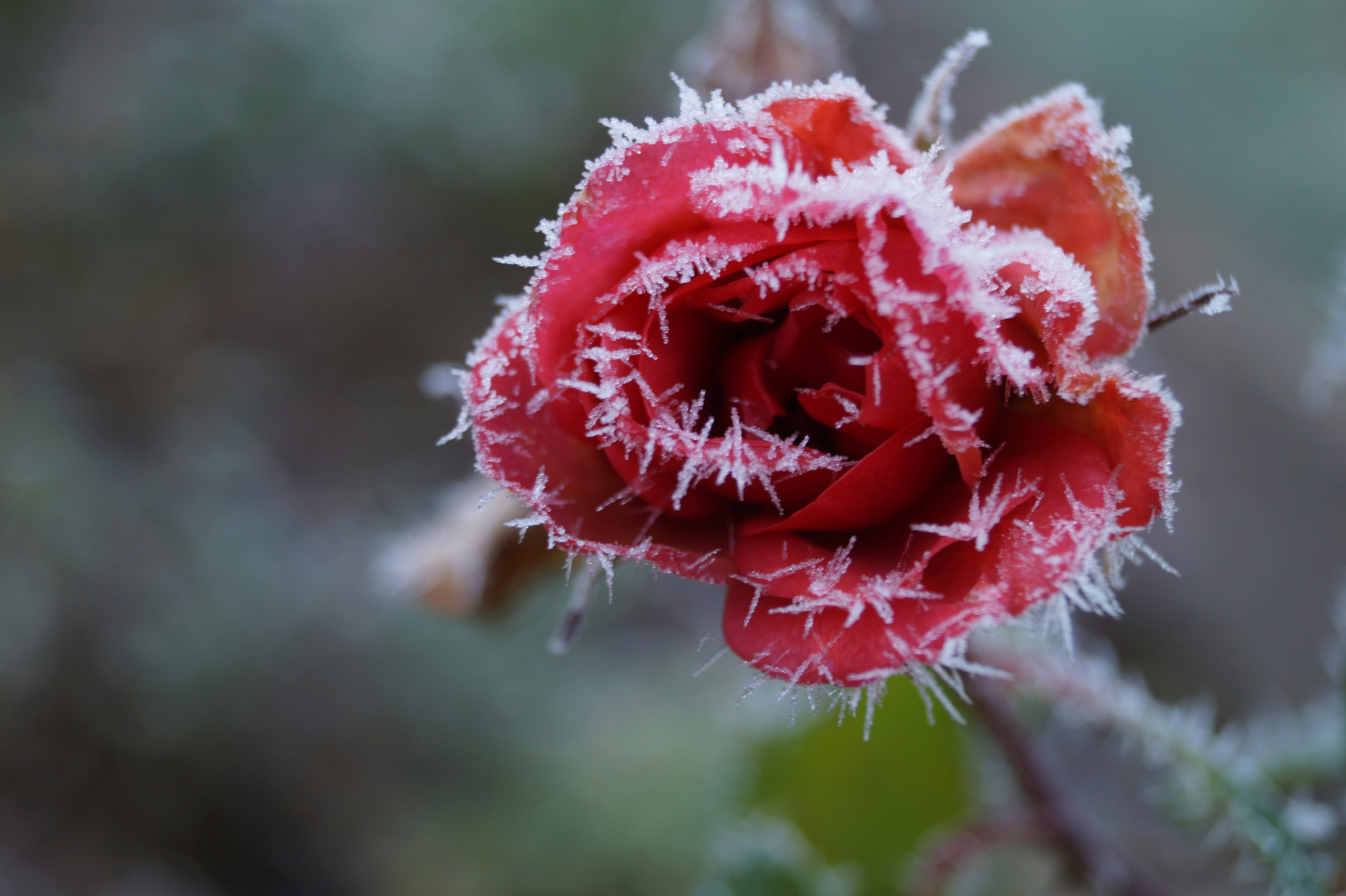 Frost-kissed Crimson: A Close-Up Rose in Winter