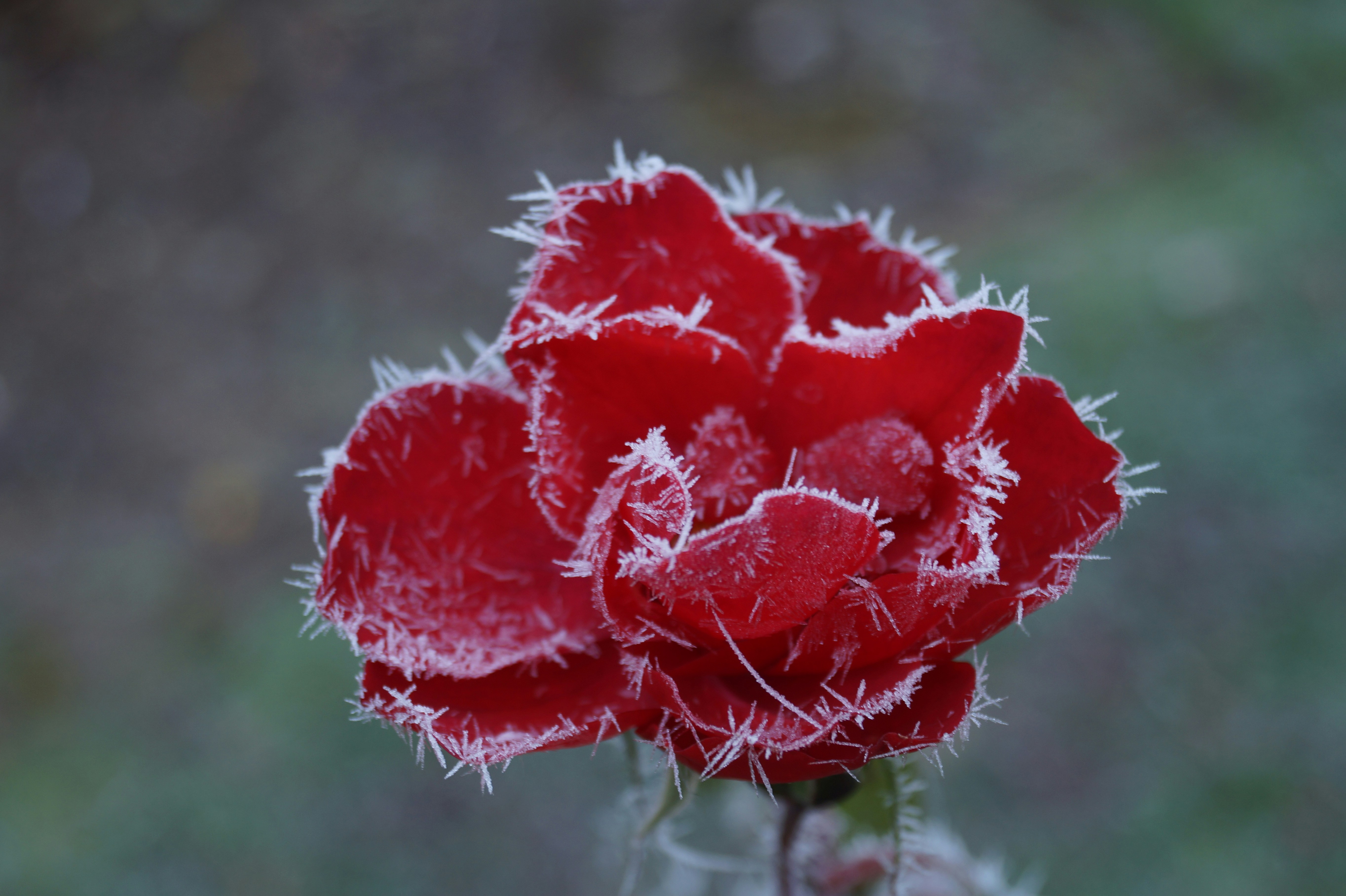 Crimson Frost: Close-Up of a Frost-Kissed Rose Bloom