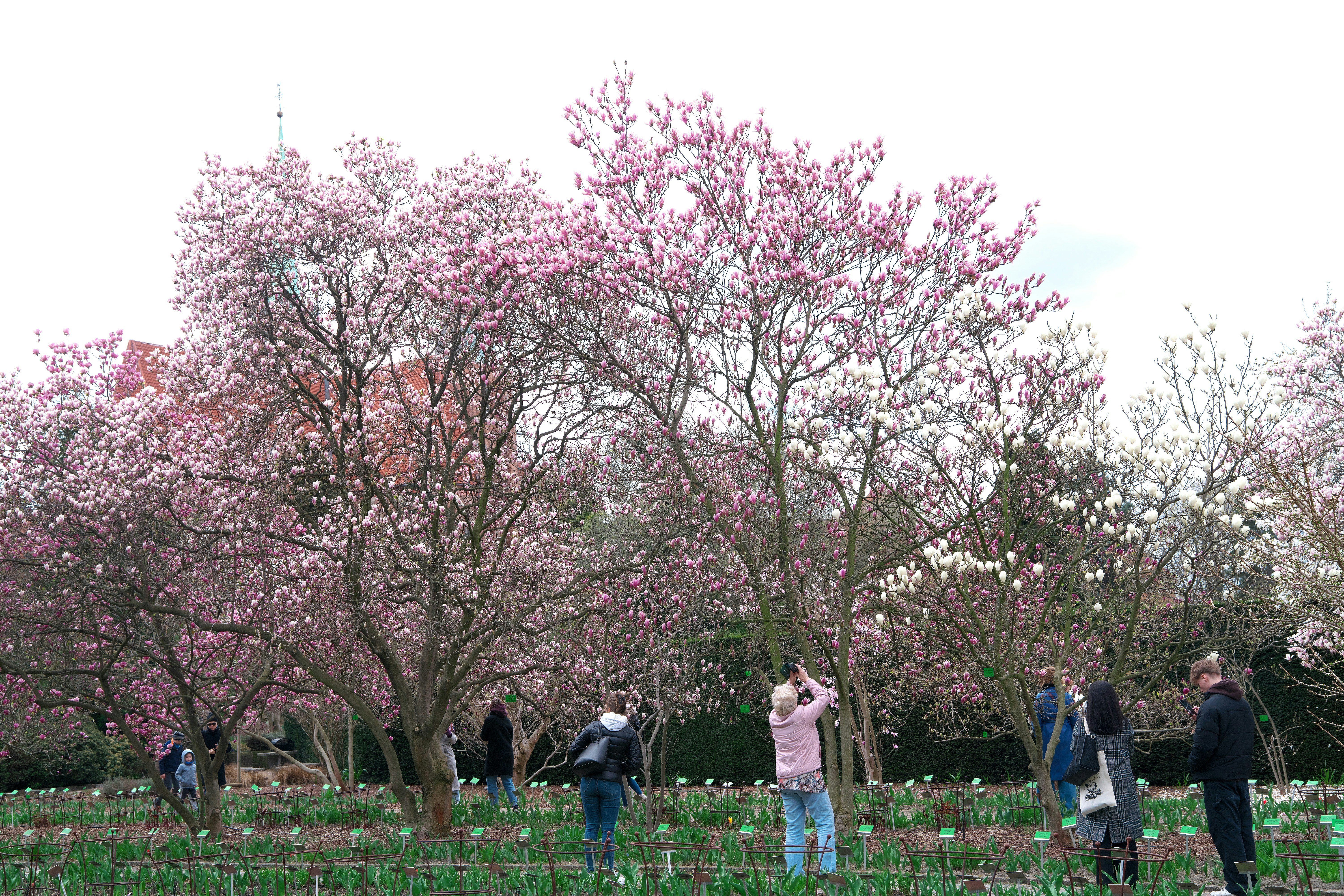 Cherry Blossom Alley: Visitors Under a Pink Canopy