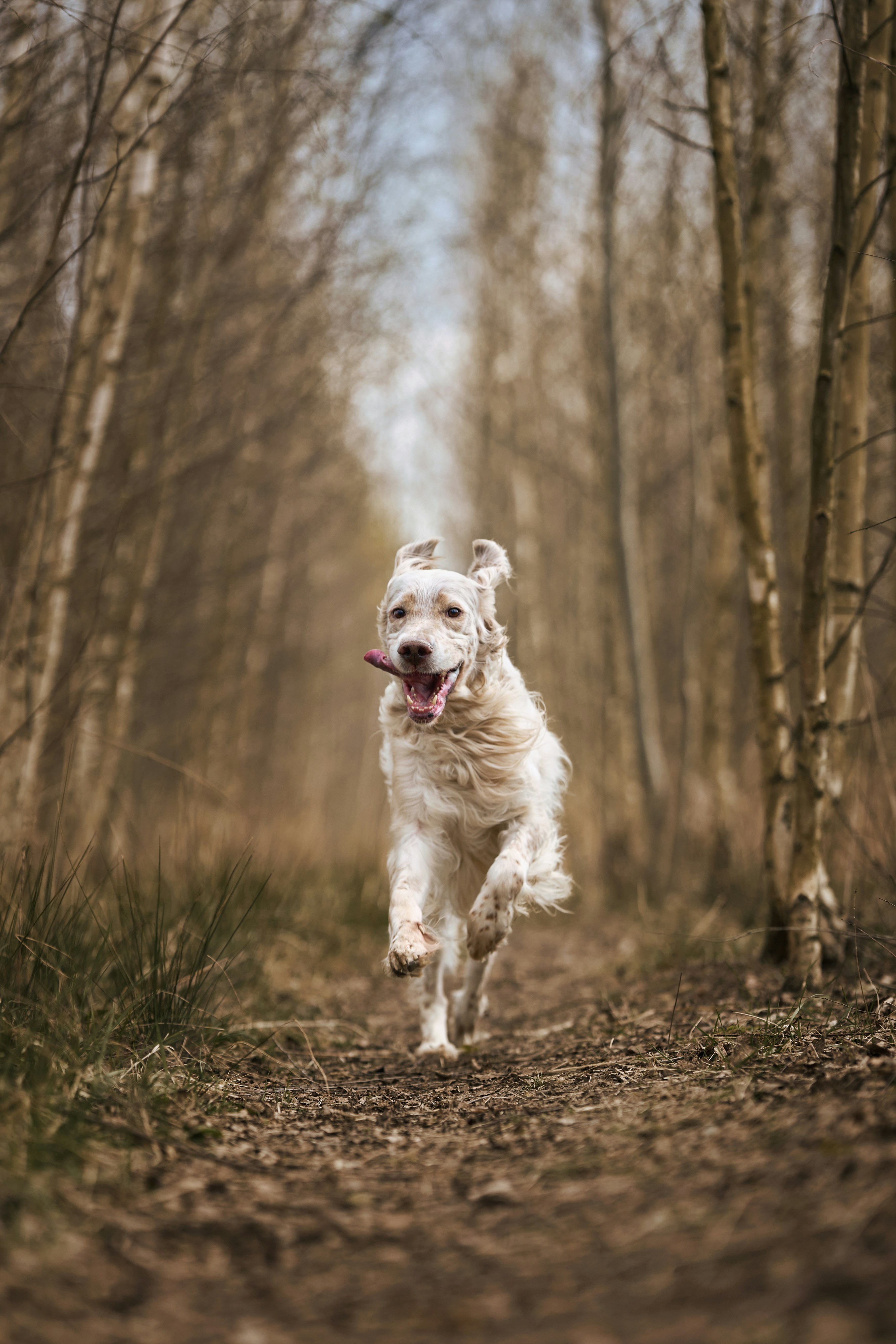 Joyful Canine Sprint Through Birch Pathway