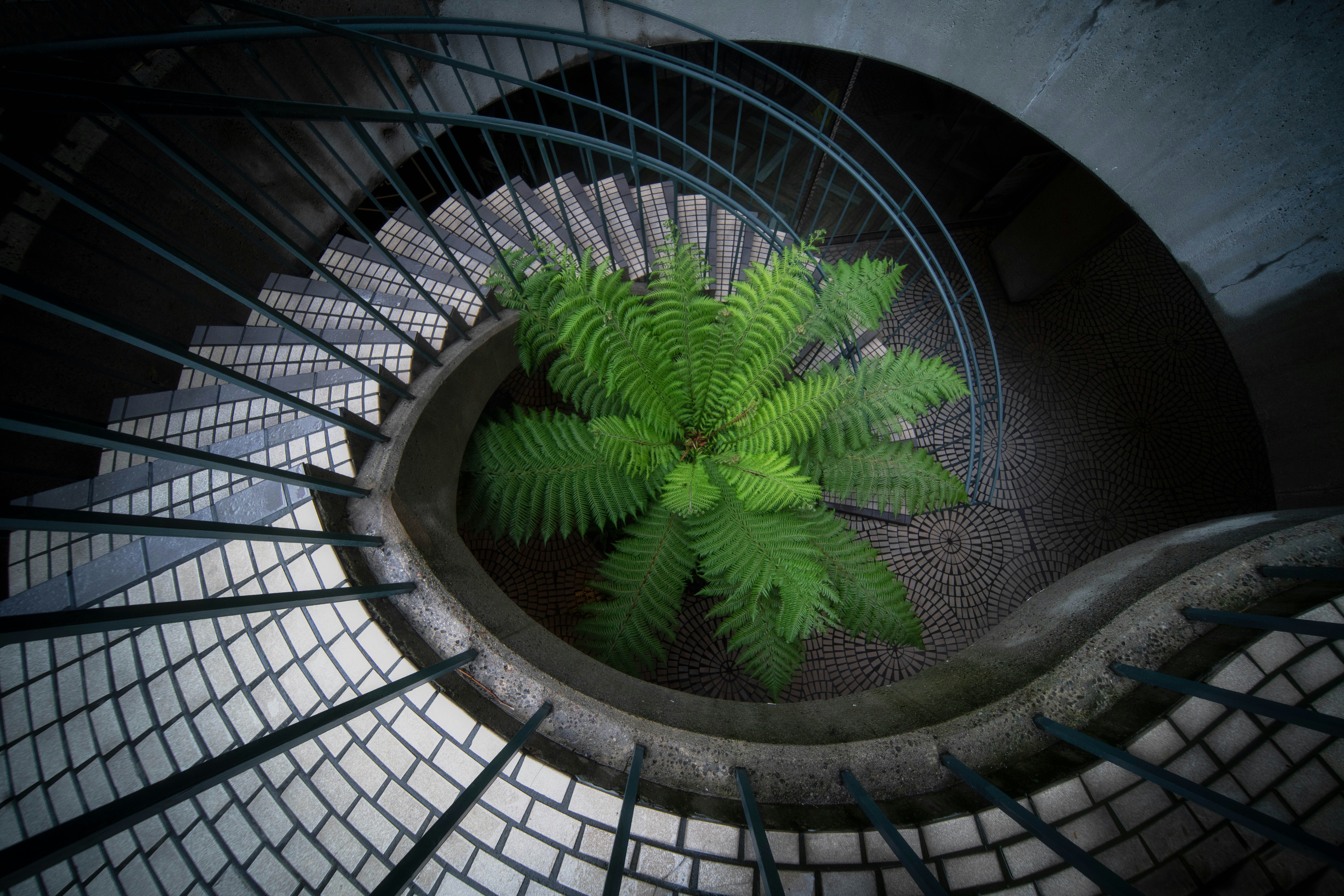 Curved staircase encircling a lush green fern at its center.
