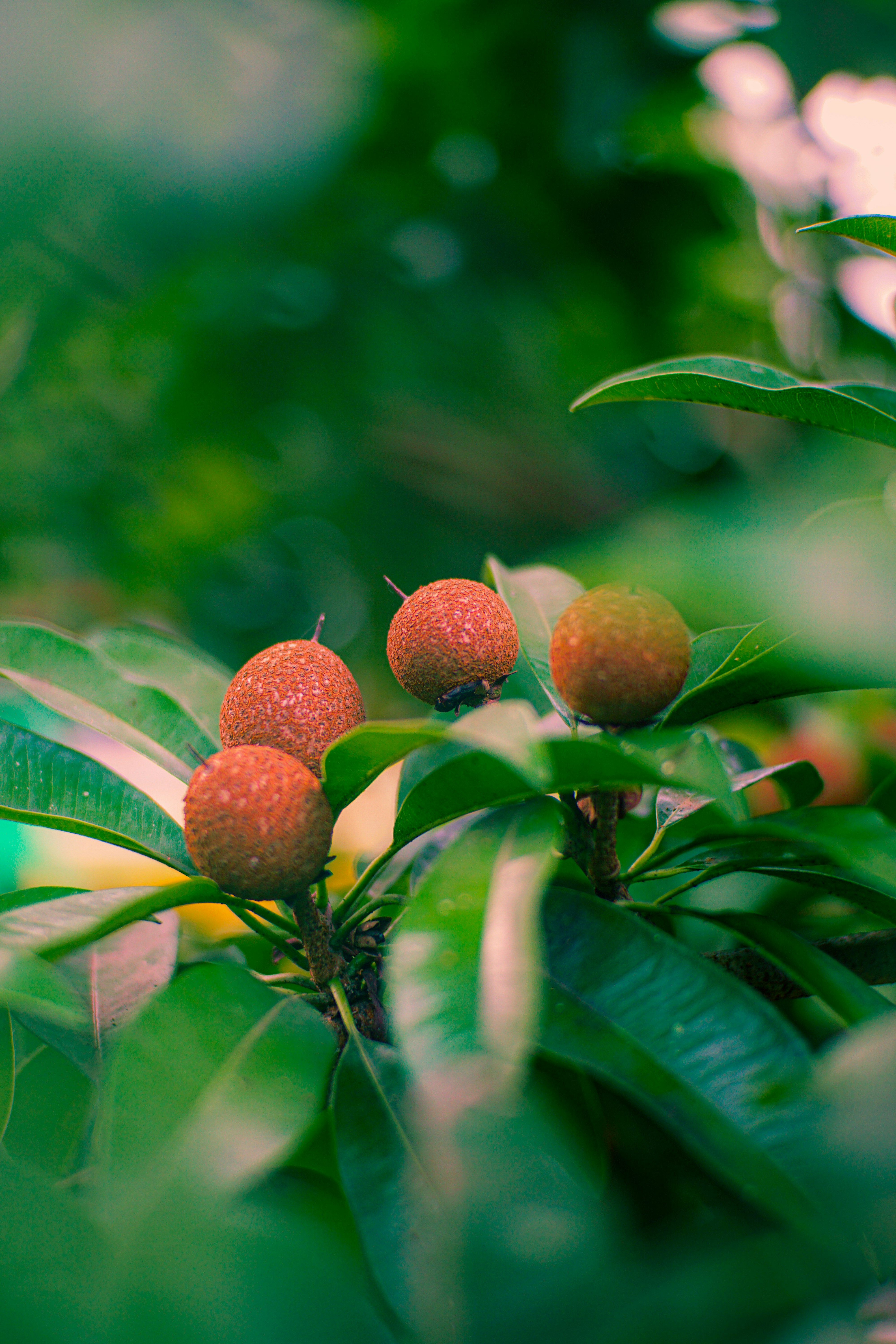 Red Berries in a Quiet Green Microcosm