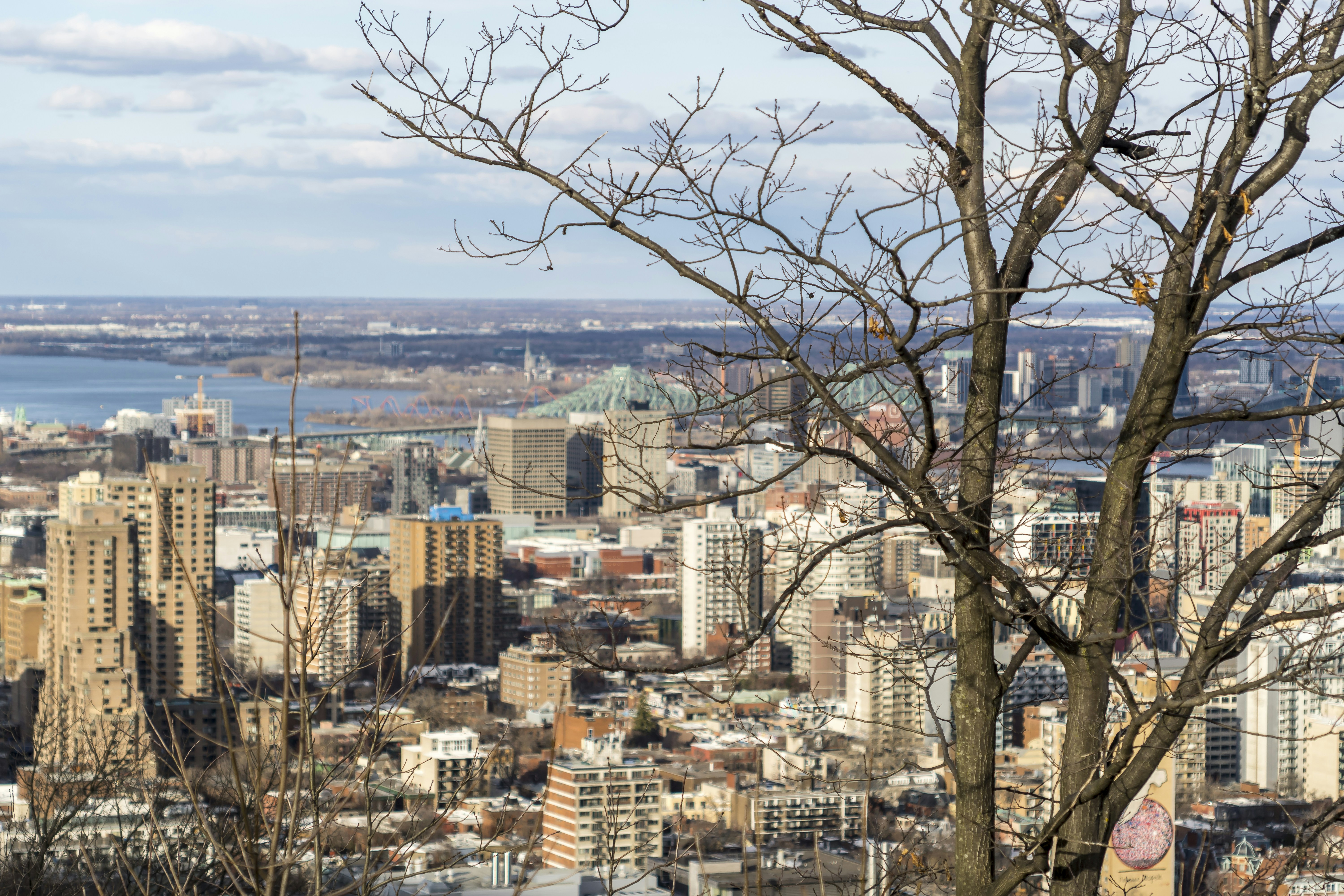 Urban Horizon: Cityscape Pierced by Bare Winter Trees