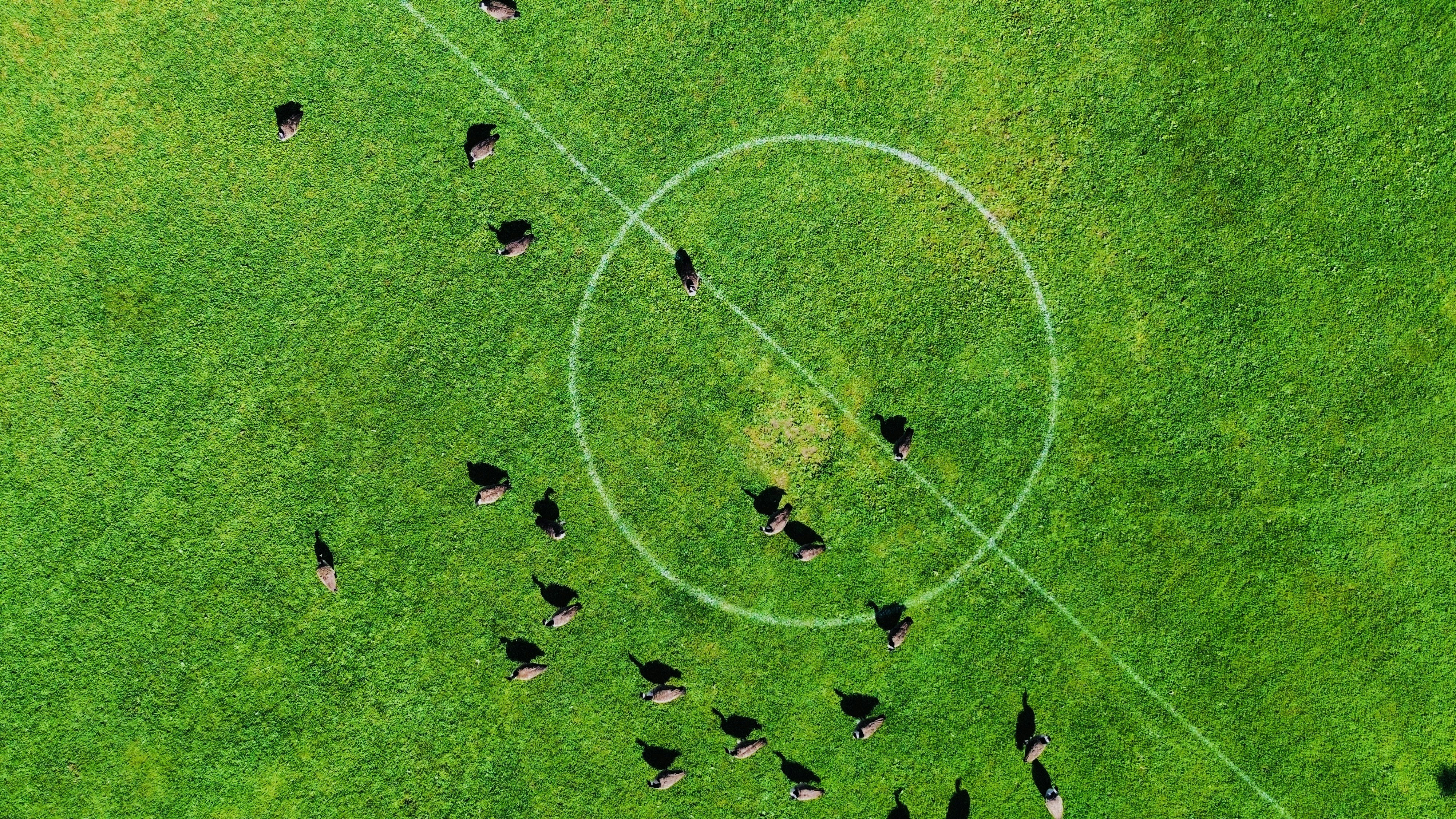 Sheep grazing on a vibrant green football field. photo – Free Human ...