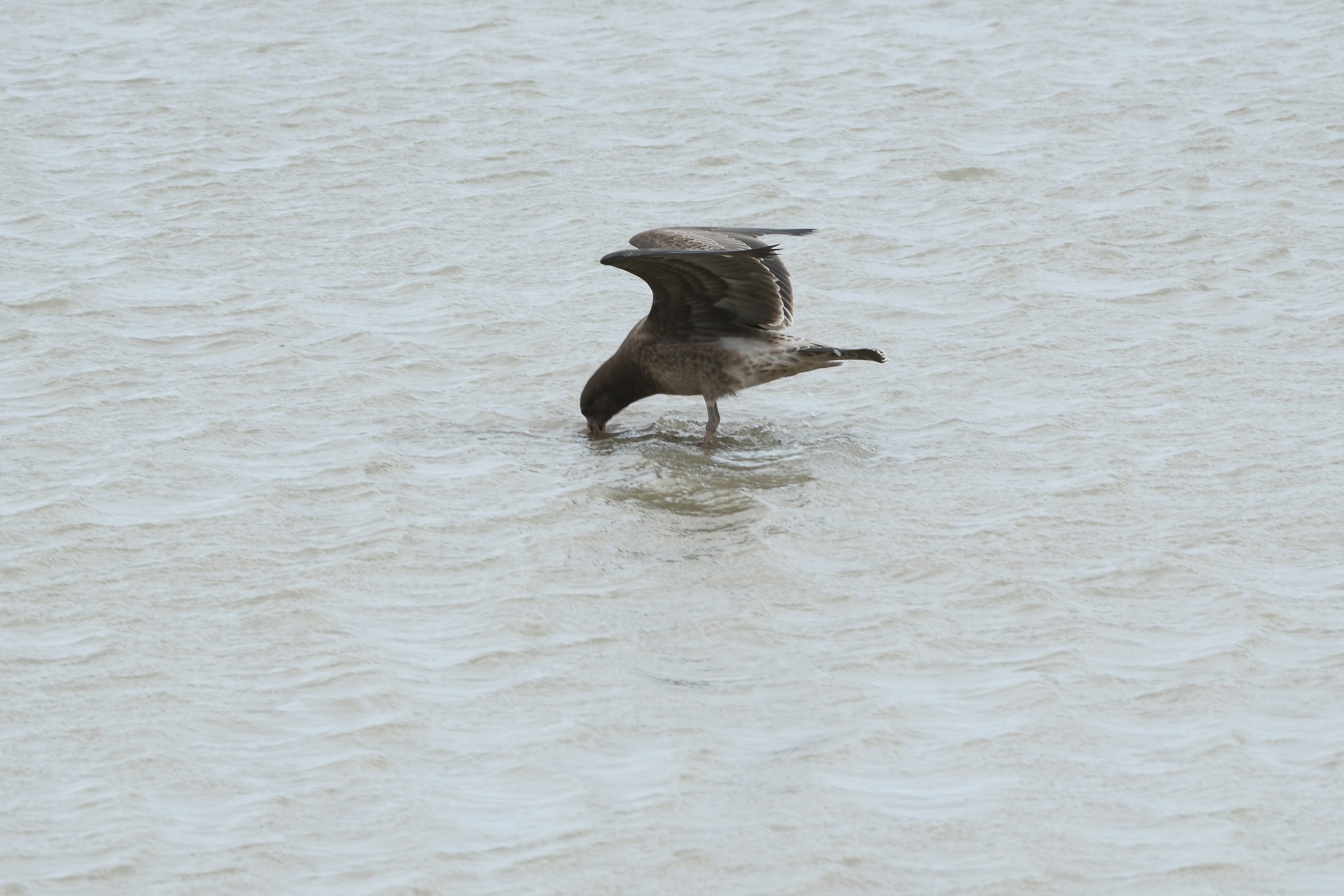 Mid-Takeoff on Pale Waters: A Solitary Waterbird in Quiet Motion