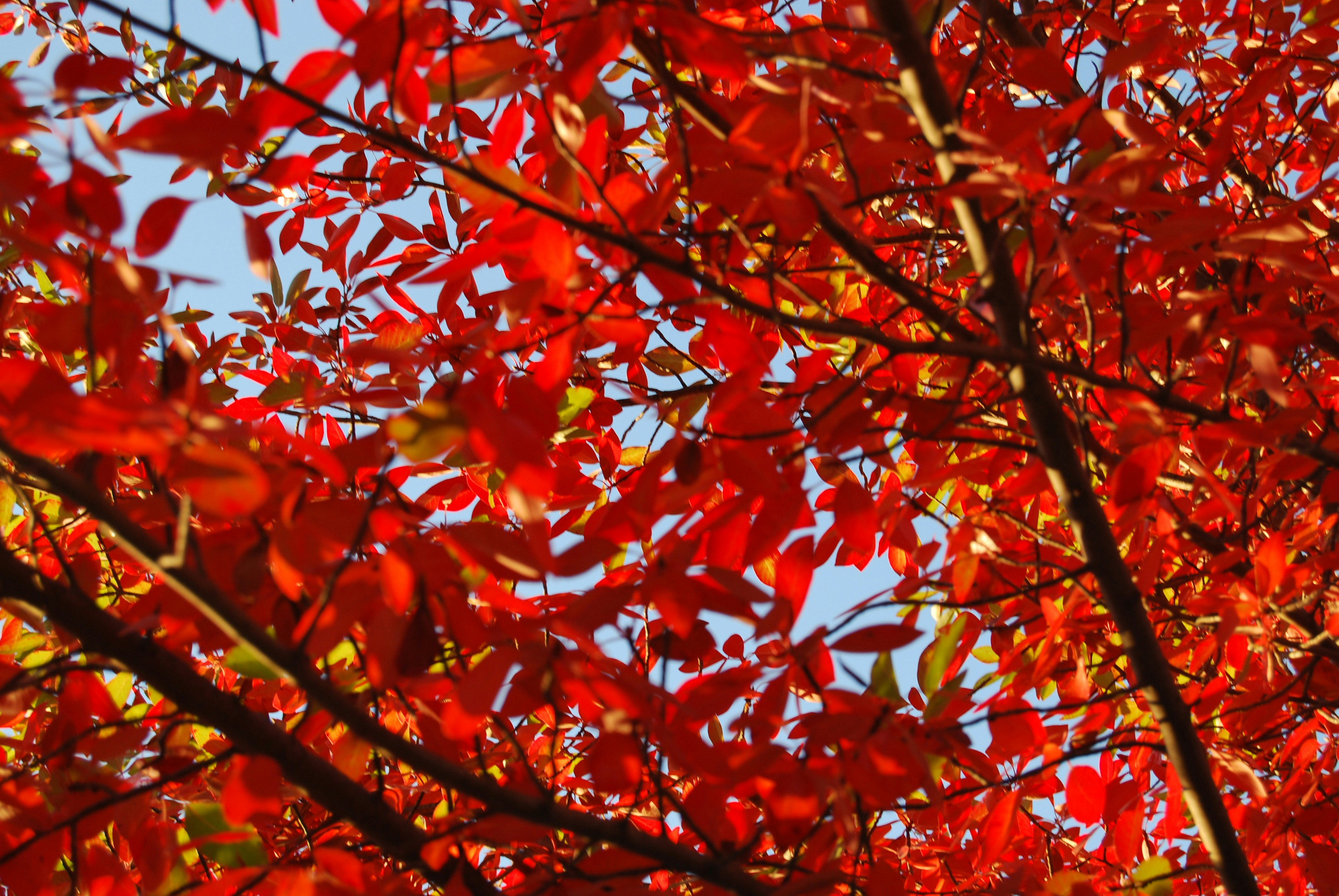 Red leaves fill the tree during autumn. photo – Free Wallpaper Image on ...