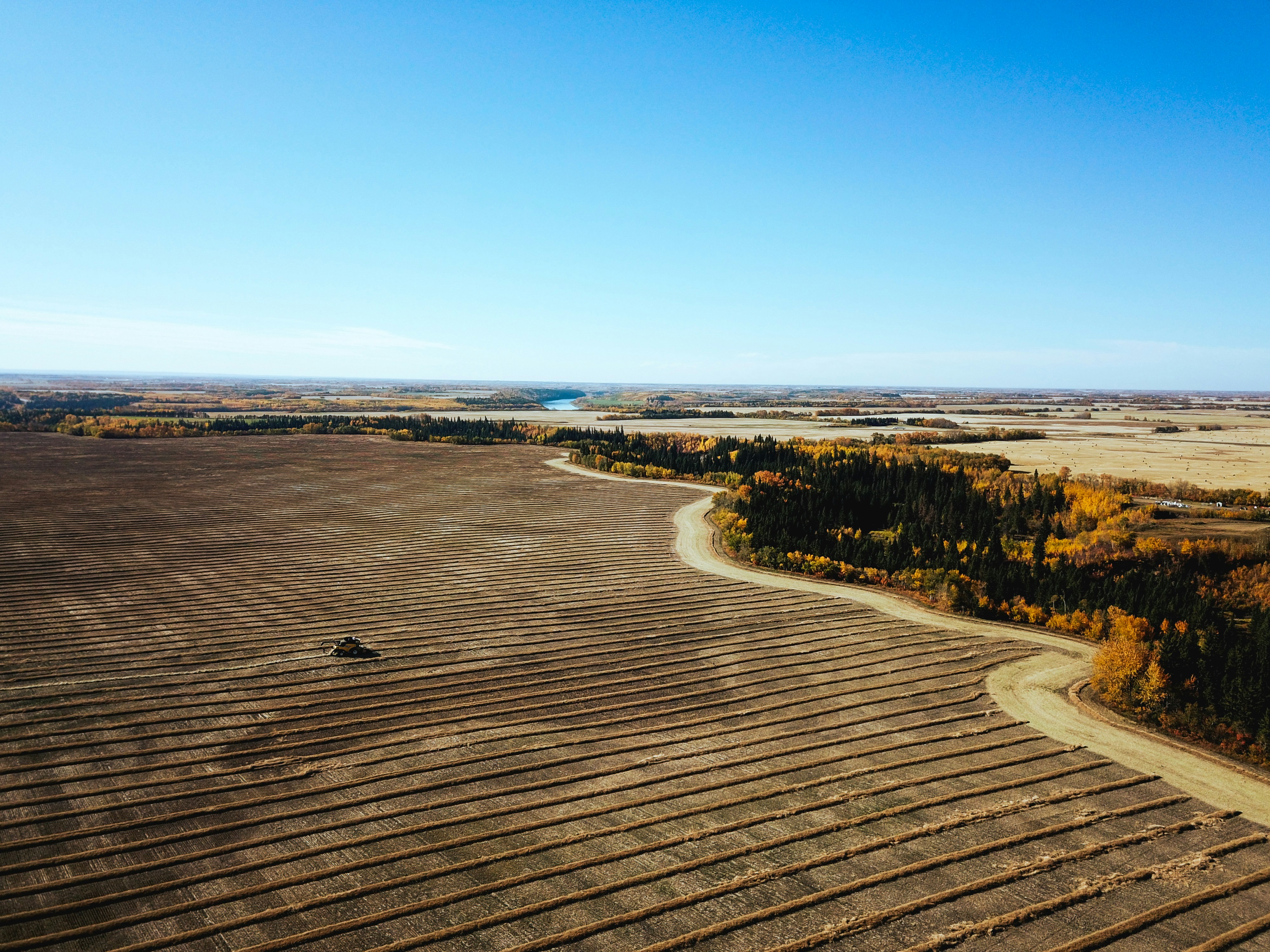 A combine harvests a vast field bordered by a line of autumn trees under a clear blue sky.