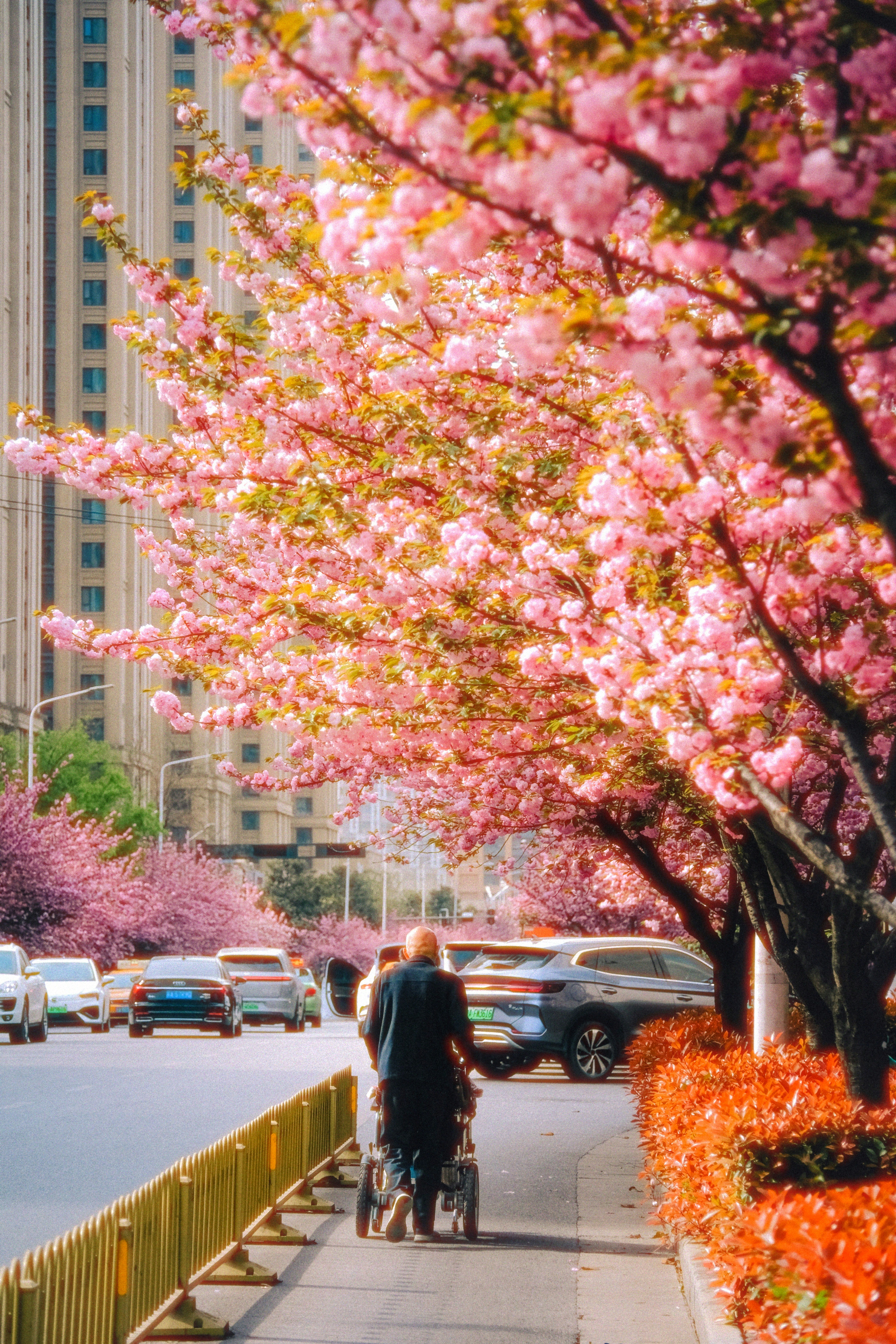 Pedestrians walk under vibrant pink cherry blossoms lining a city street.