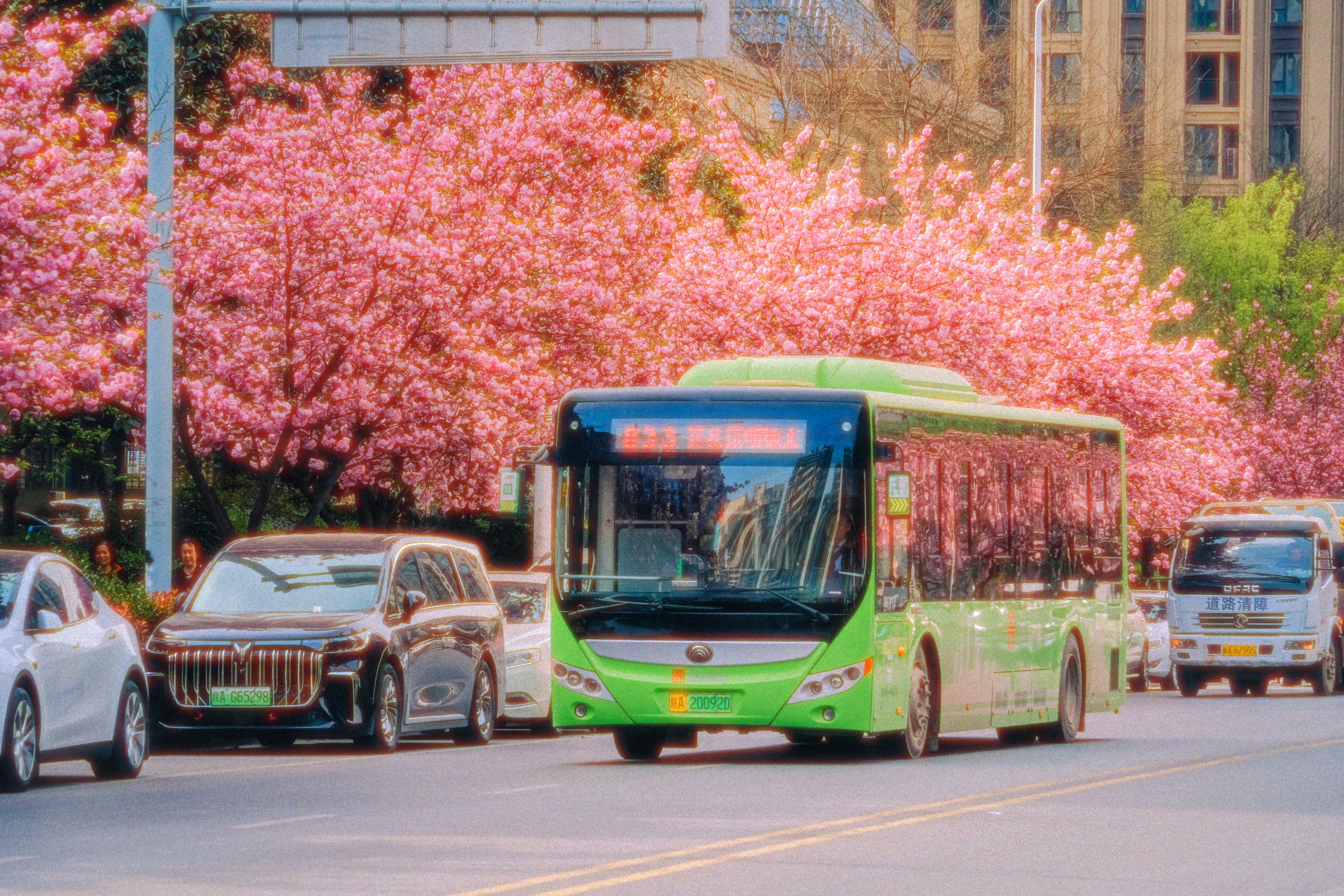 A green bus drives among pink cherry blossoms. photo – Free Car Image ...