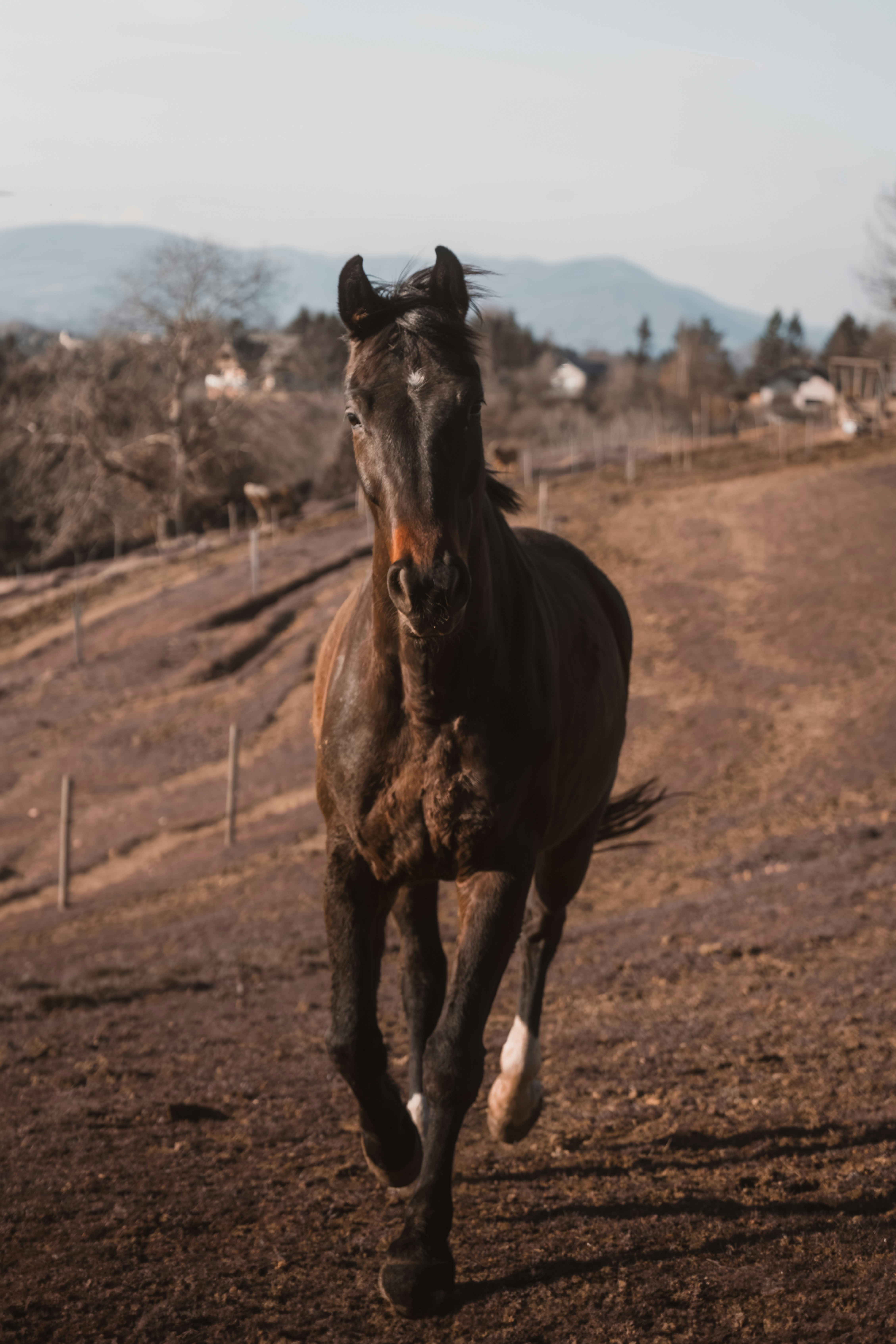 Majestic Sprint in the Rustic Hills