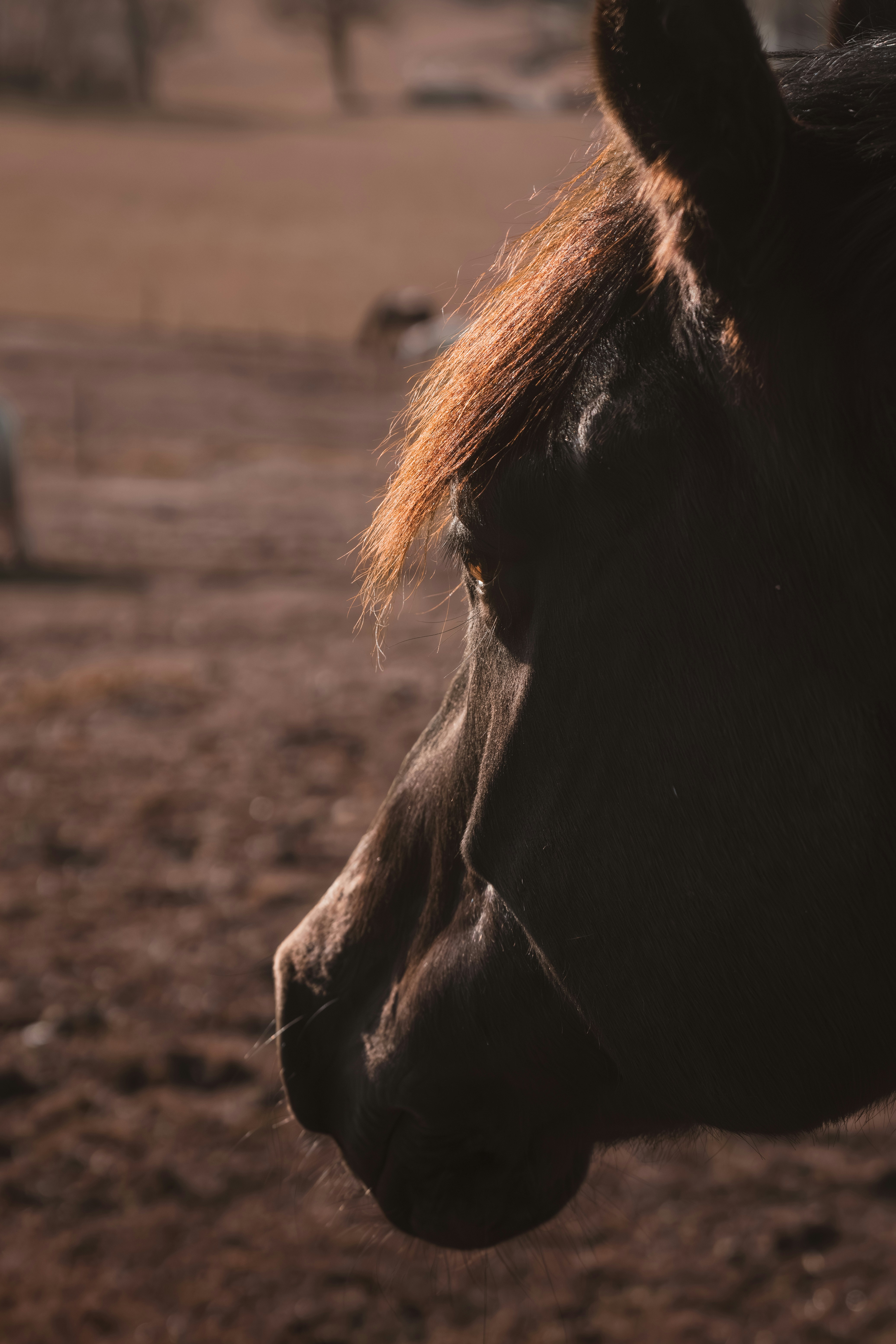Gold Rimmed Profile: A Horse’s Quiet Dusk