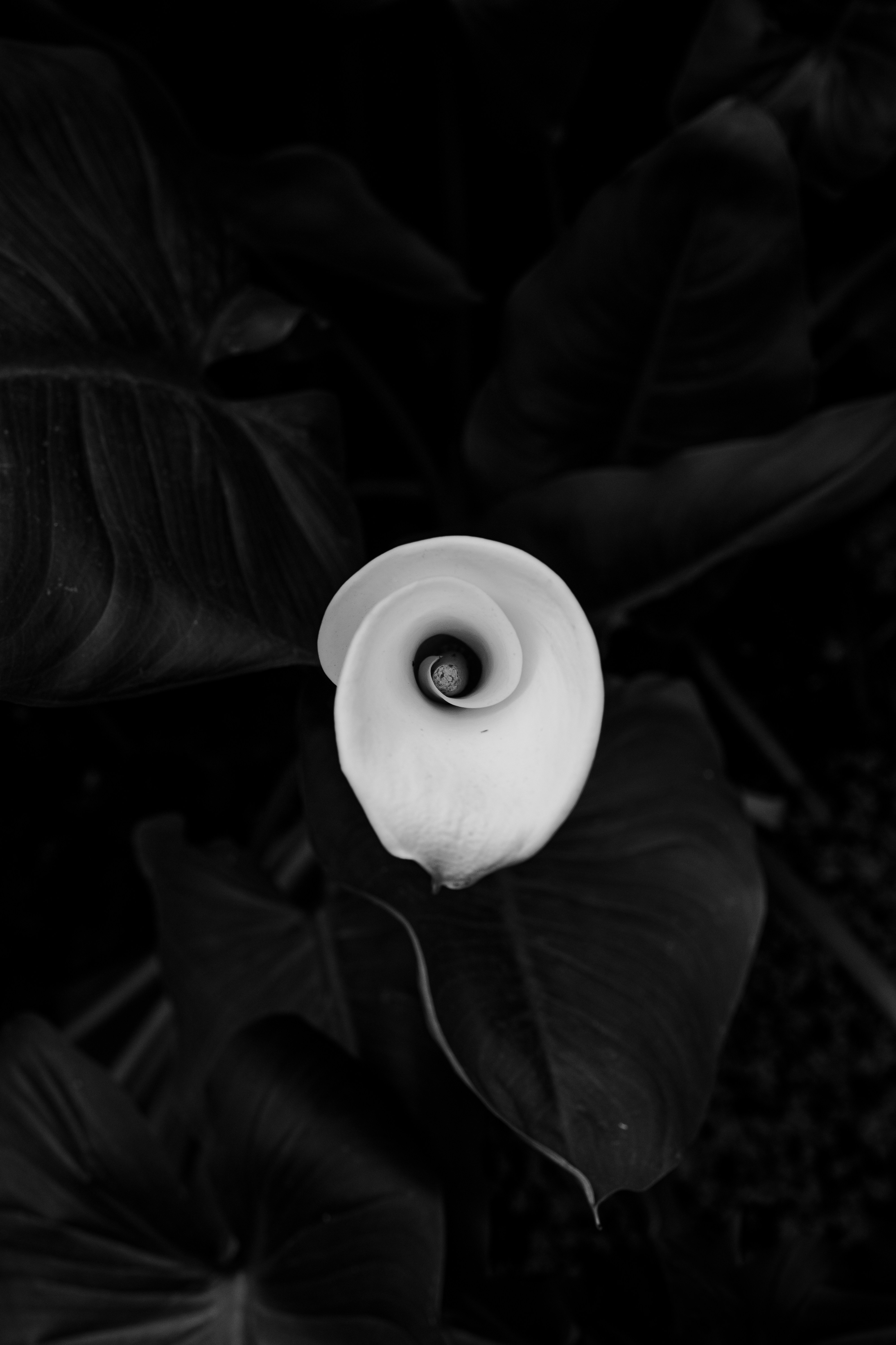 A delicate calla lily spirals upward, surrounded by lush green leaves in a monochromatic setting.