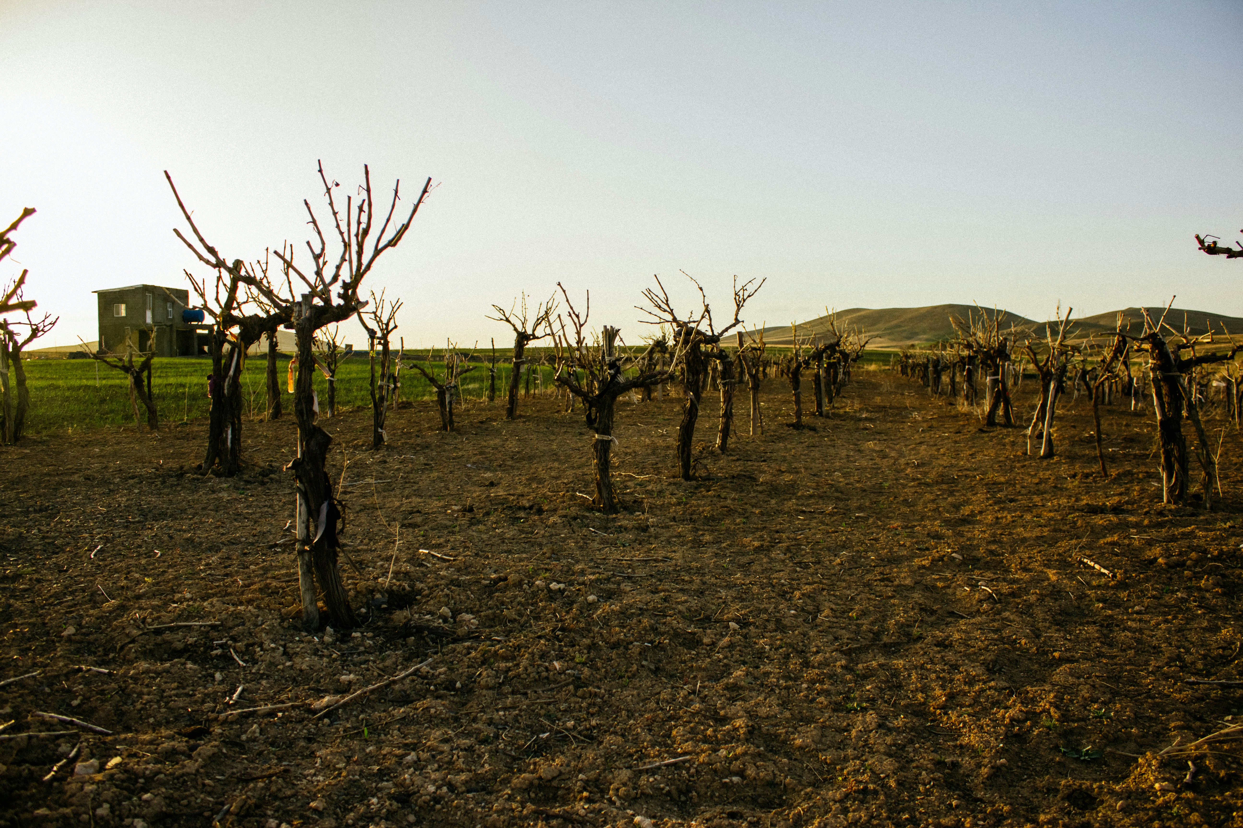 Twilight Rows: Leafless Vines Recede Toward Distant Hills
