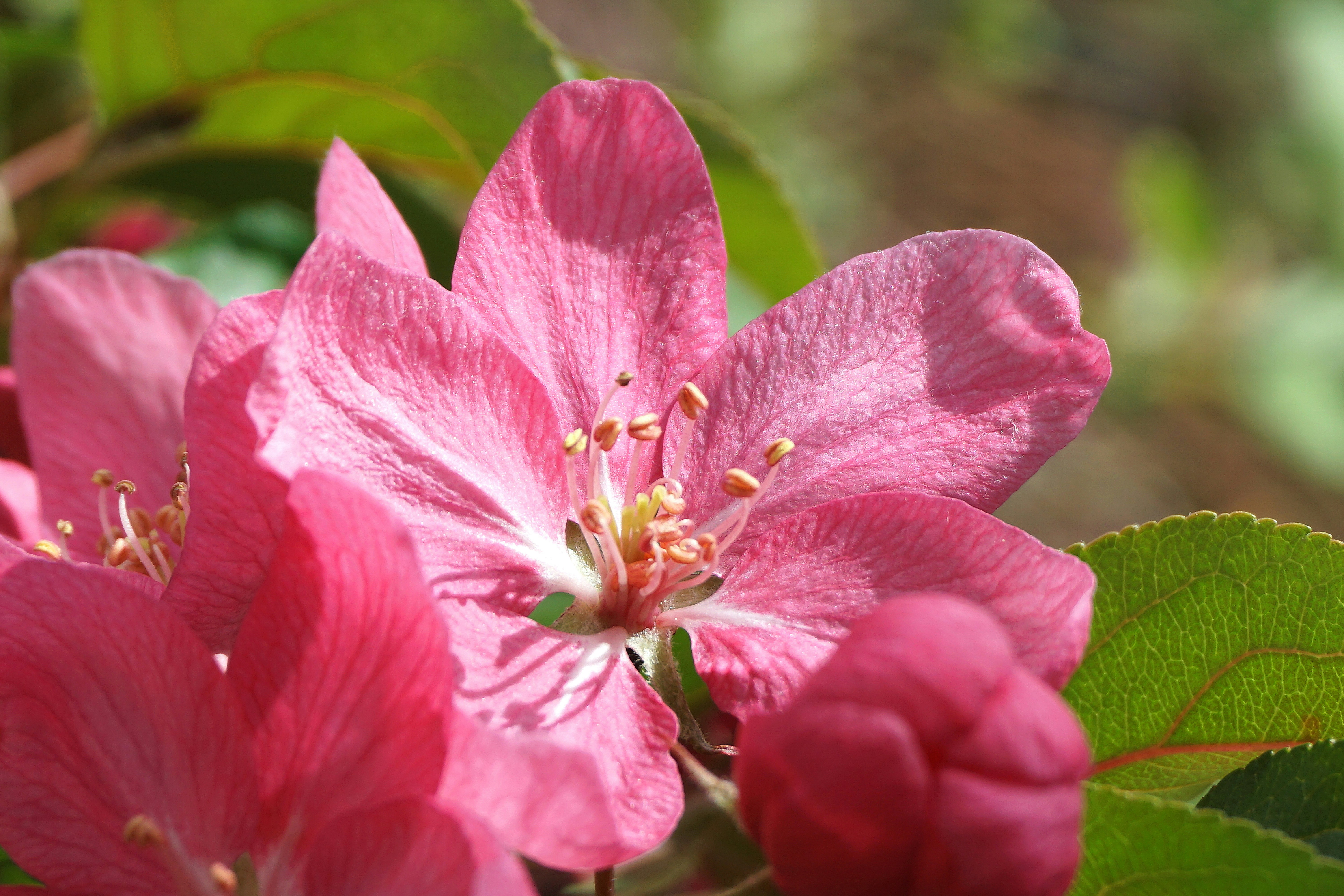 rajska jabłoń, kwiaty, natura
