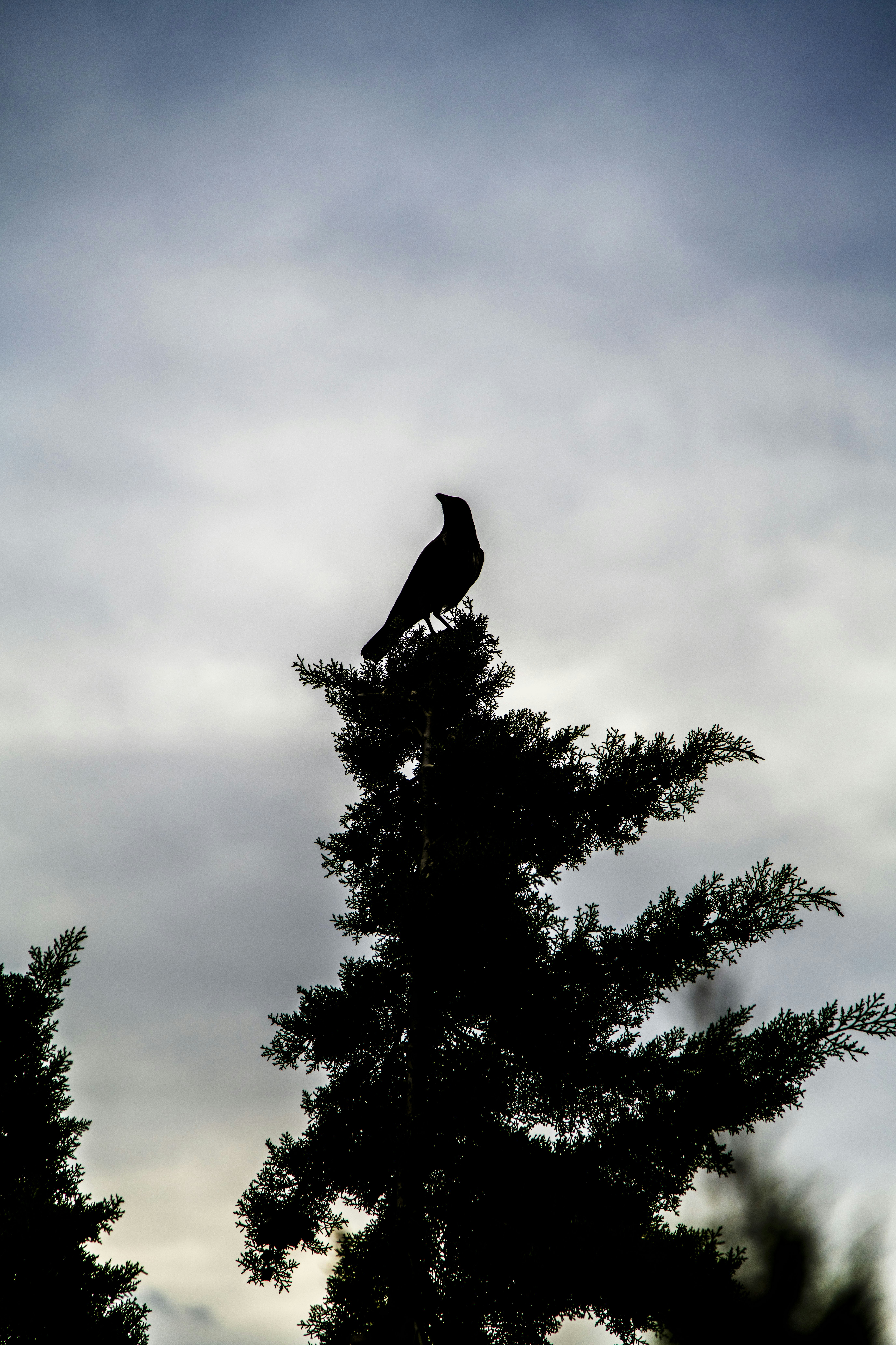 Raven Sentinel on a Pine Crown Under a Moody Sky