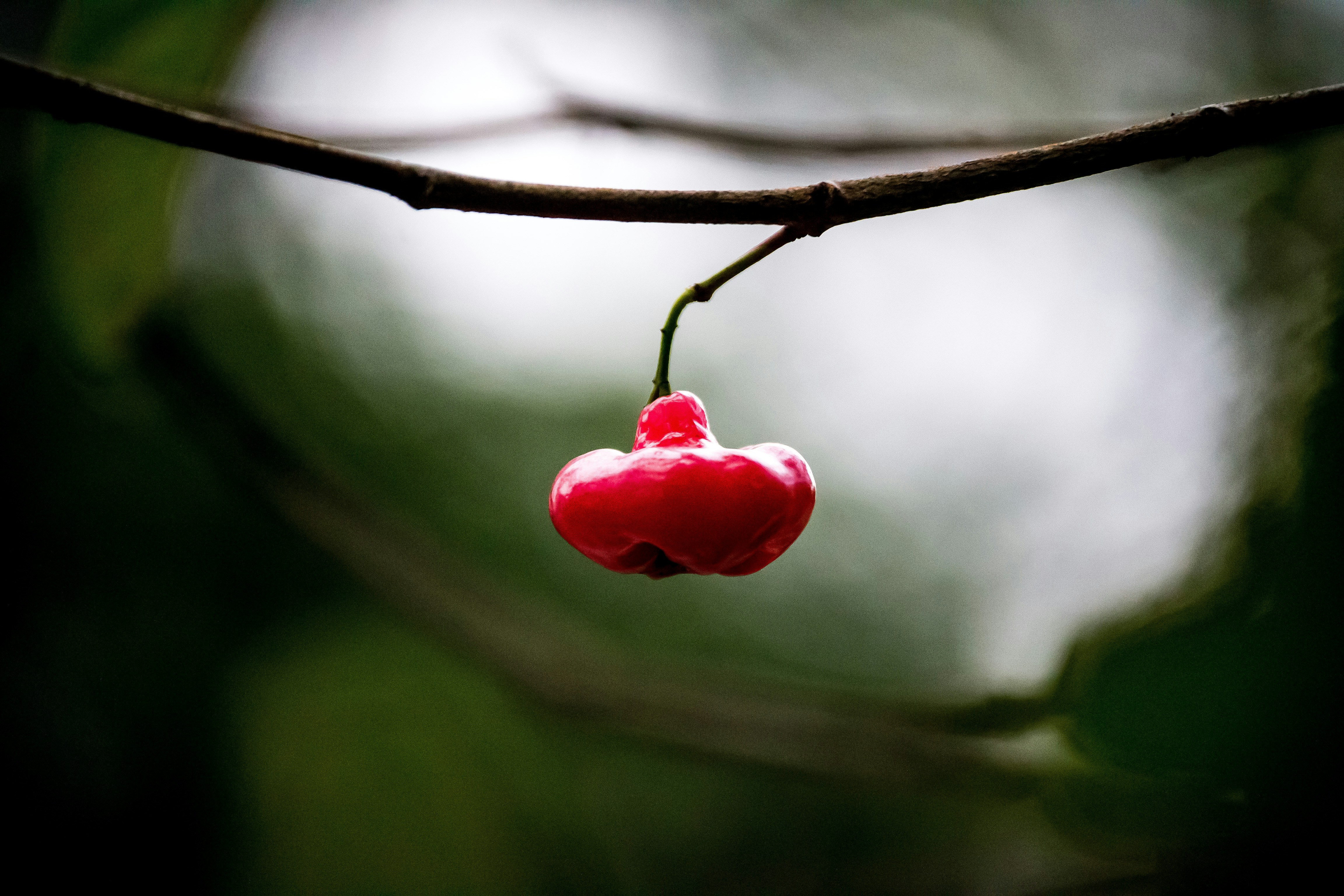 Crimson Cherry in a Velvet Green Haze