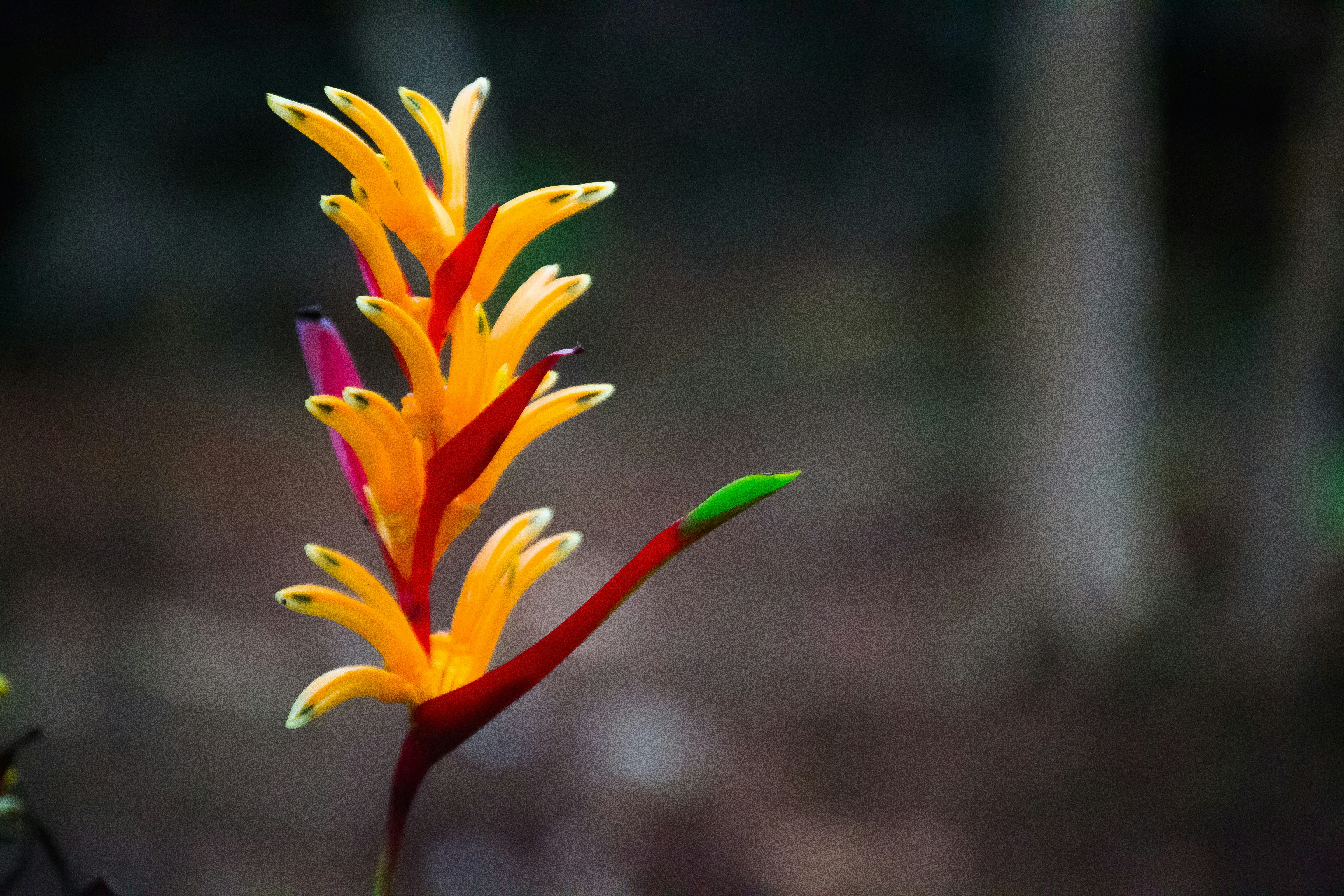 Molten Bloom: A Flaming Heliconia Reaches for the Light