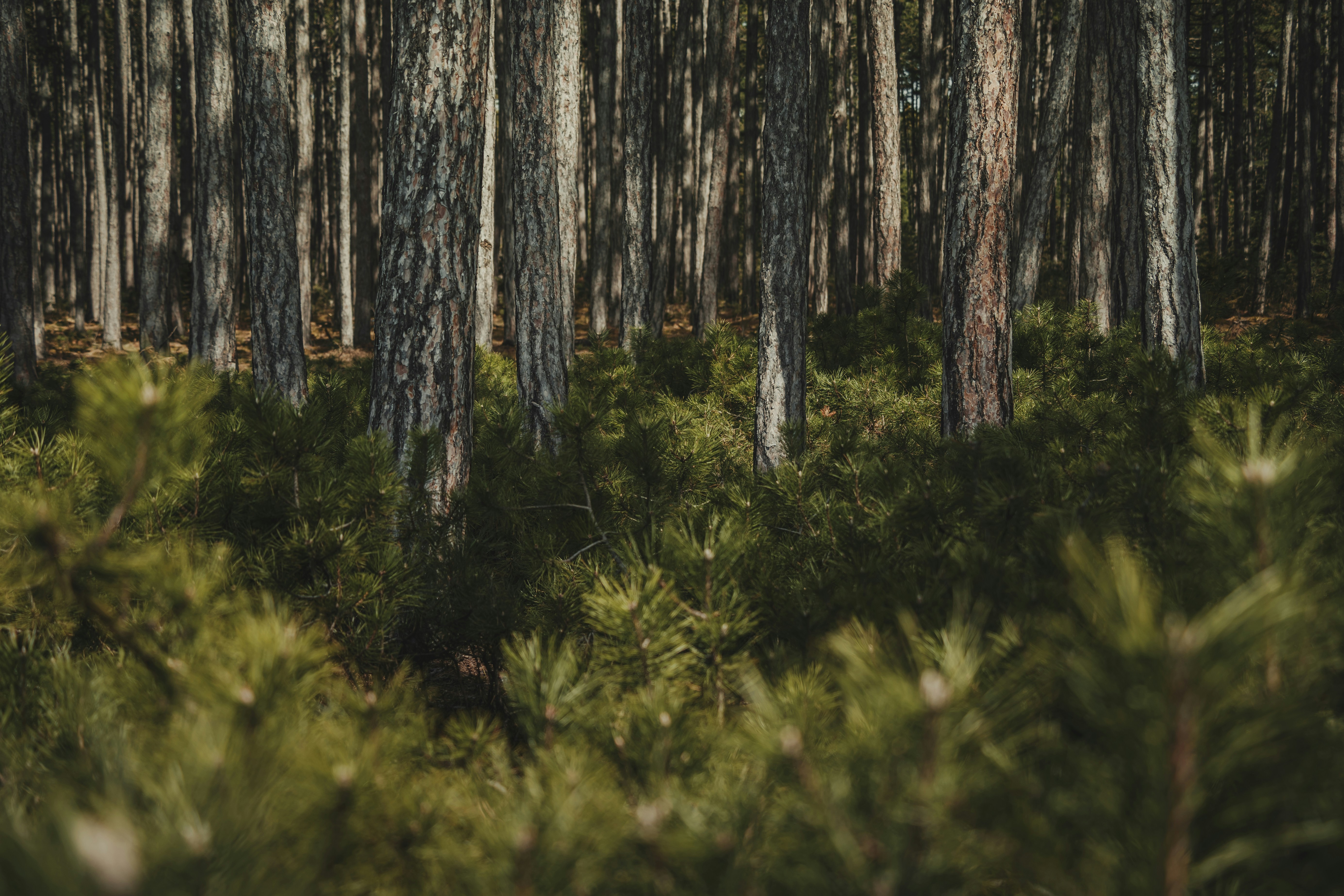 Whispering Pines of the Tranquil Forest