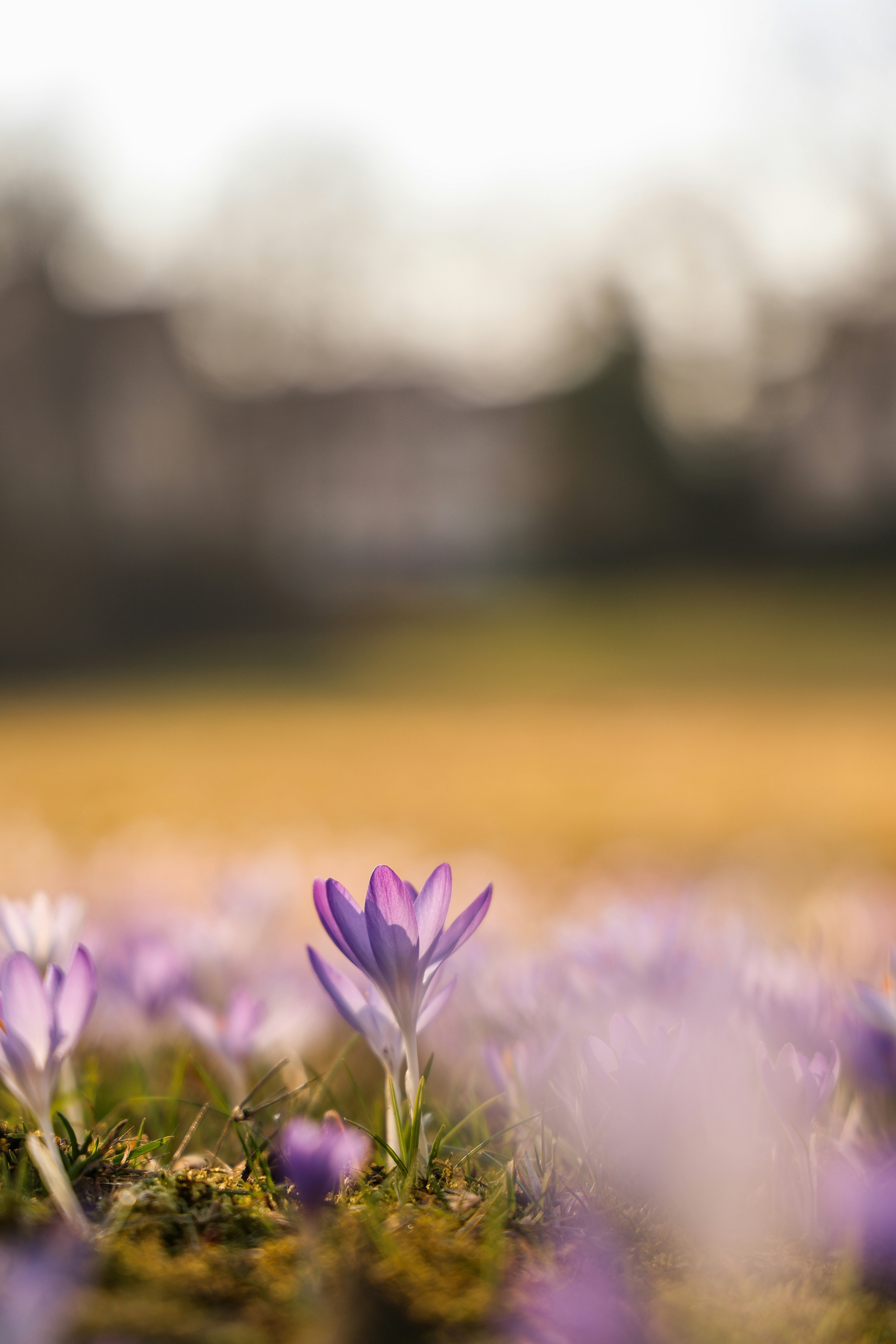 Spring's Gentle Awakening: A Crocus in Bloom