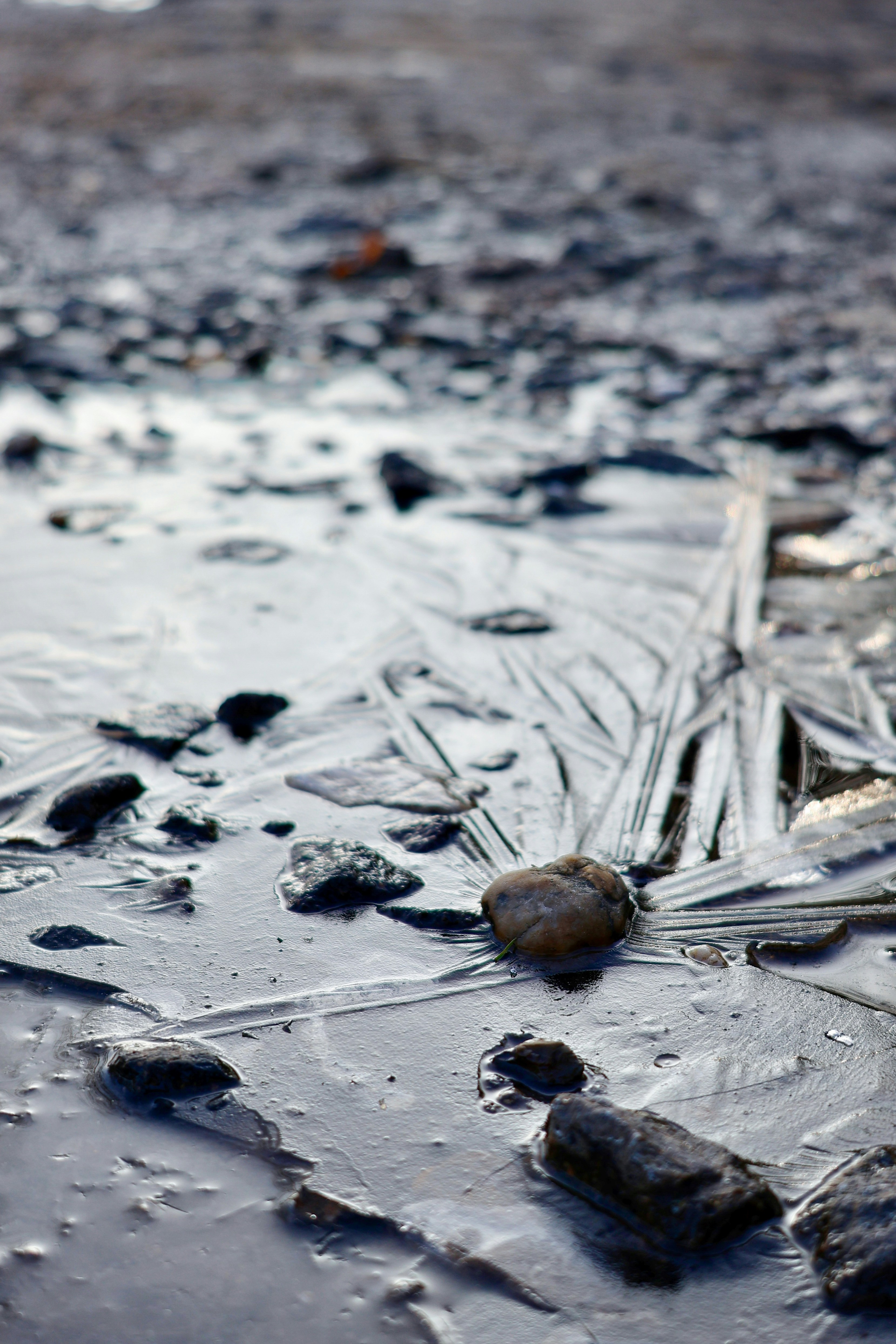 Ice forming on a muddy surface with some rocks. photo – Free Food Image ...