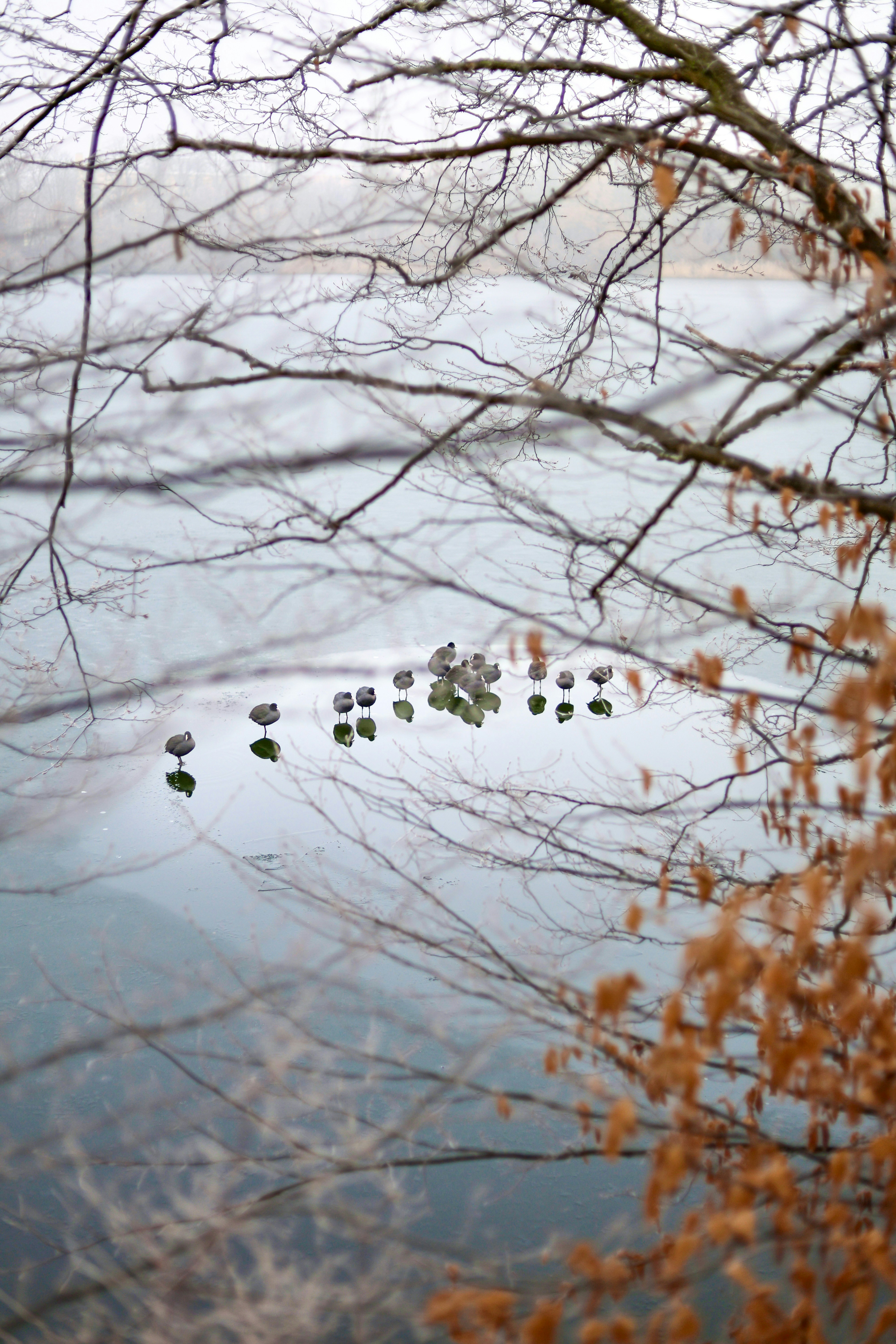 Whispers of Winter: Reflections on a Tranquil Lake
