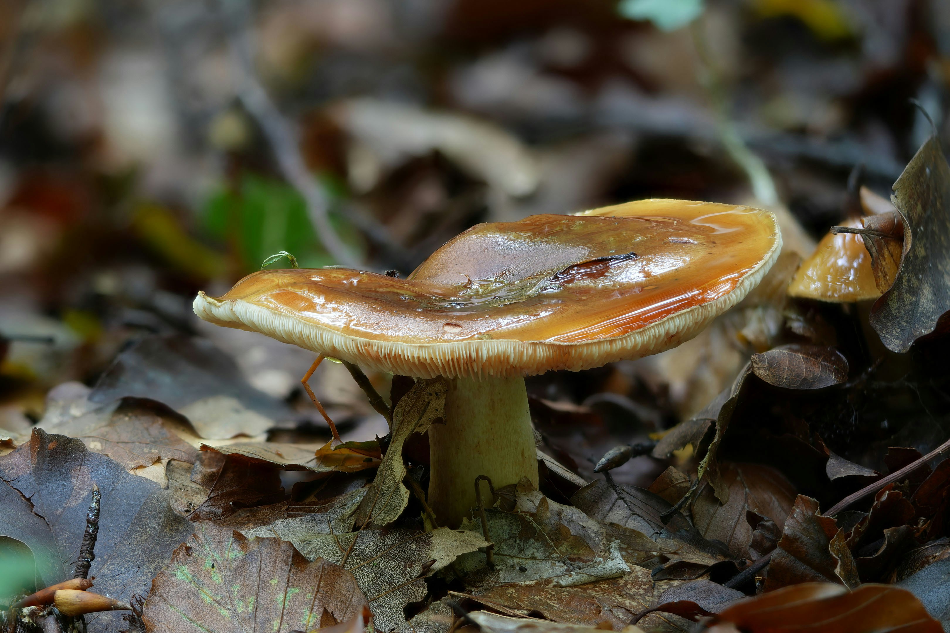 Autumn's Hidden Fungi Gem