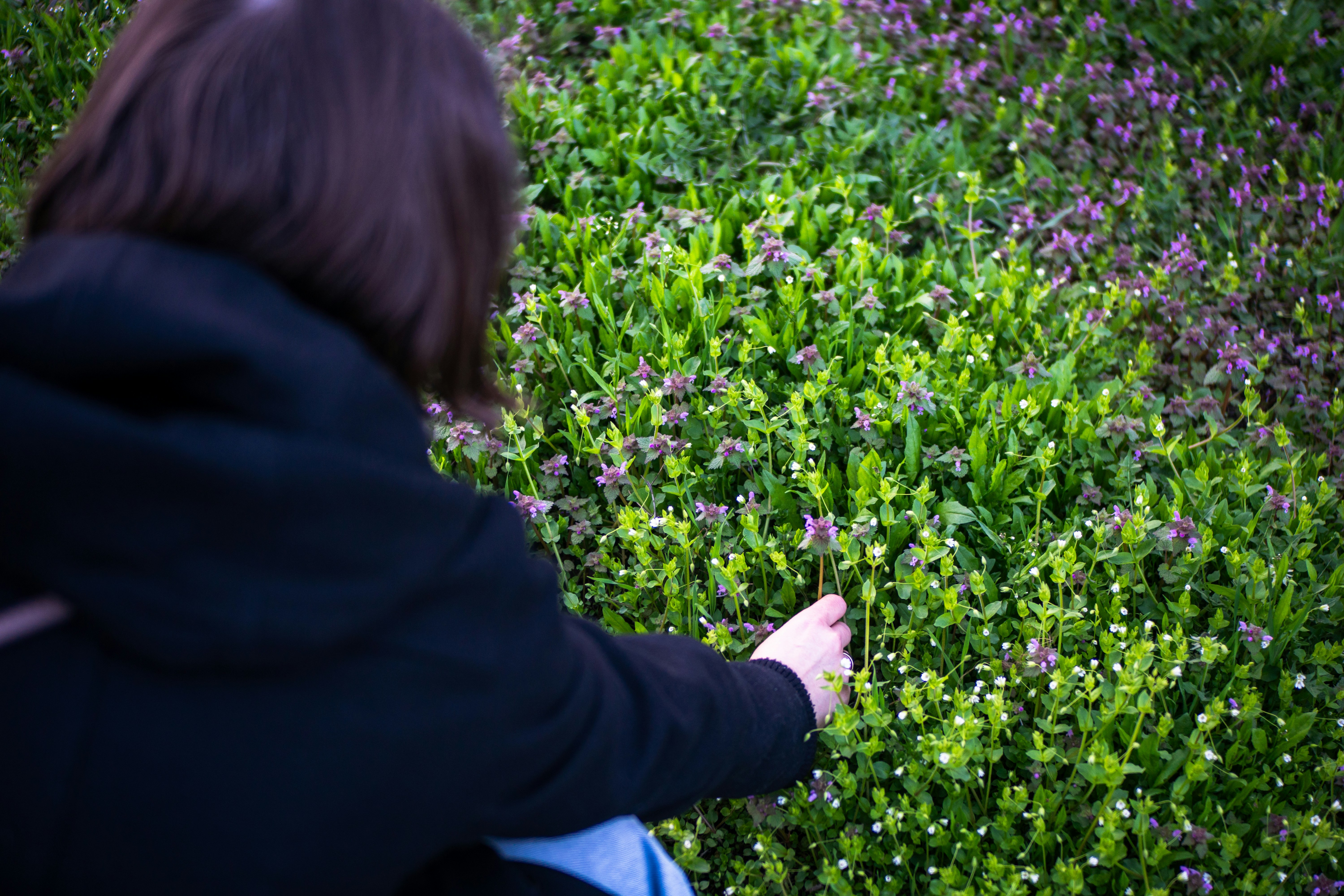 Touching Blooms: A Quiet Interaction in a Green-Field Patch