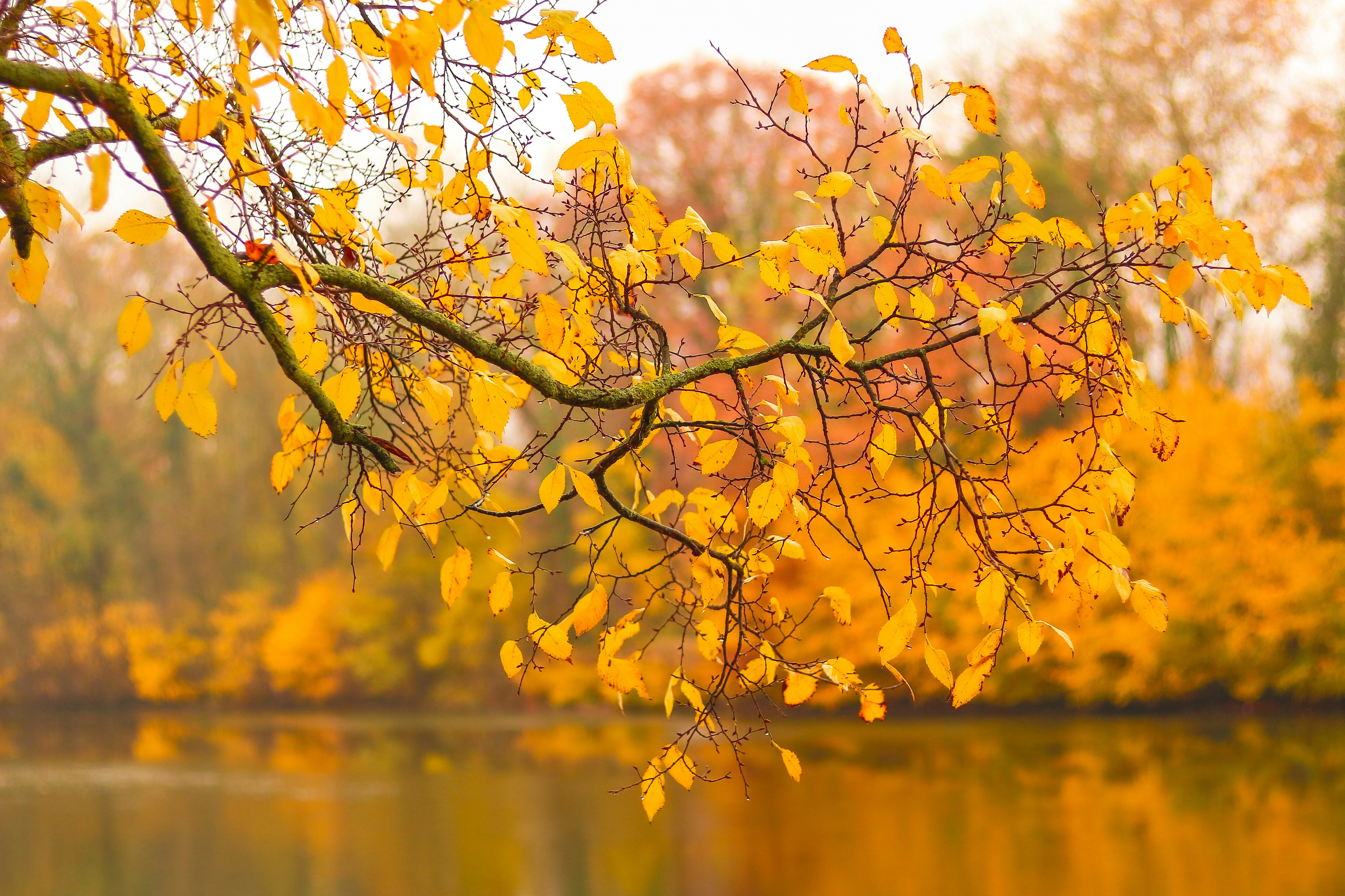 Autumn leaves in vibrant shades of yellow hang over a tranquil lake with blurred trees in the background.