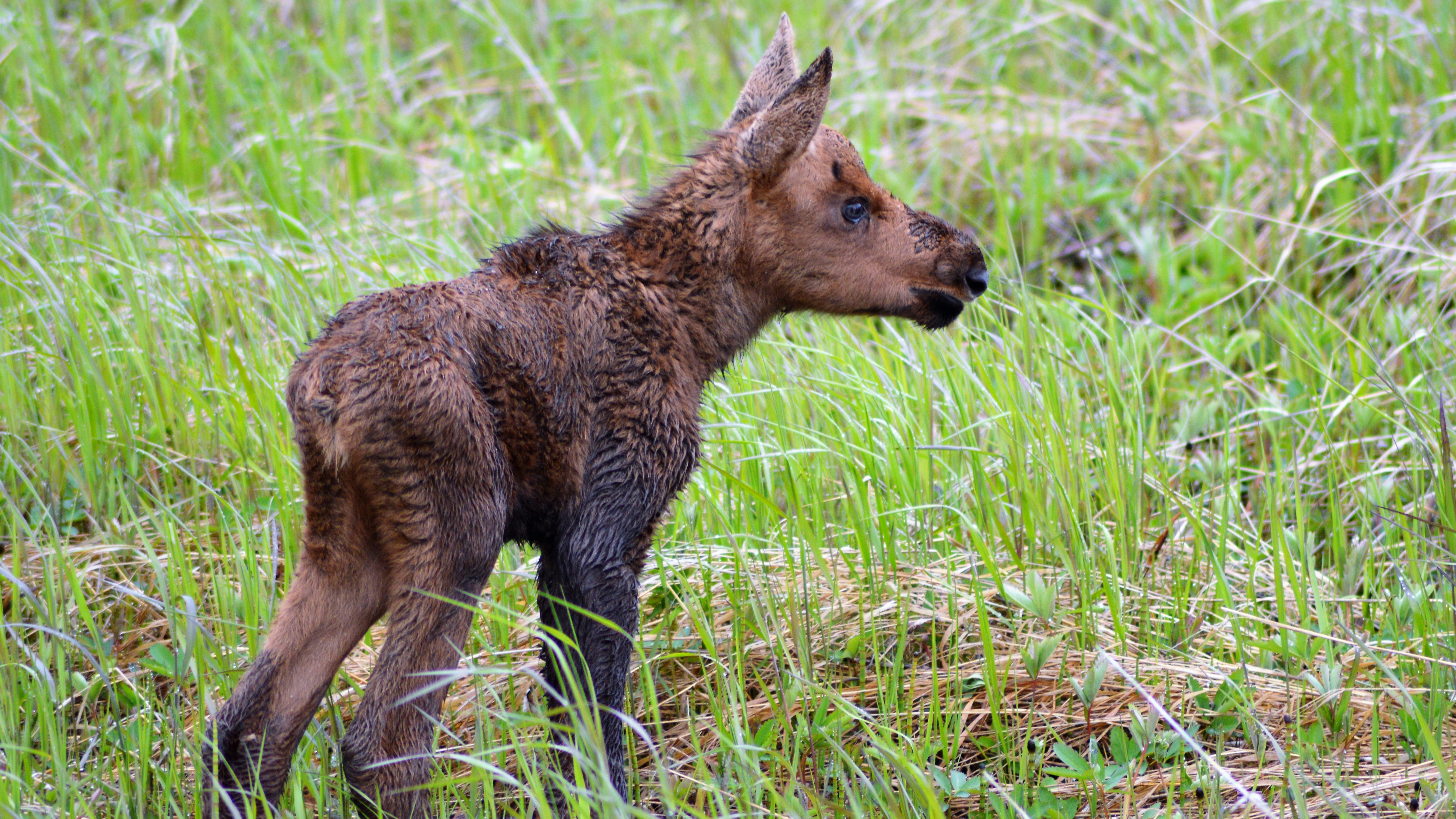 A baby moose stands in tall green grass. photo – Free Moose Image on ...