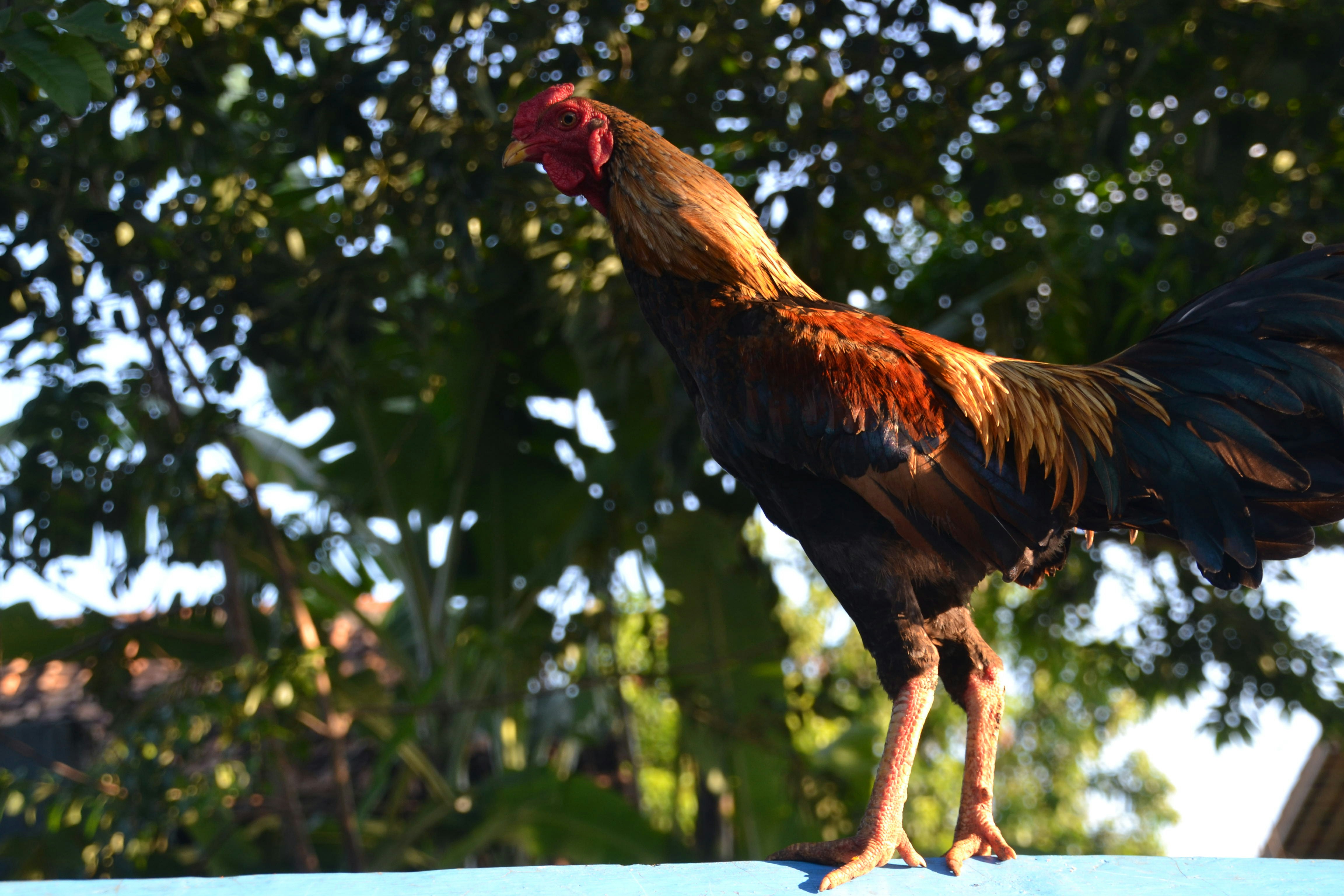 A rooster perched proudly on the wall. photo – Free Animal Image on ...