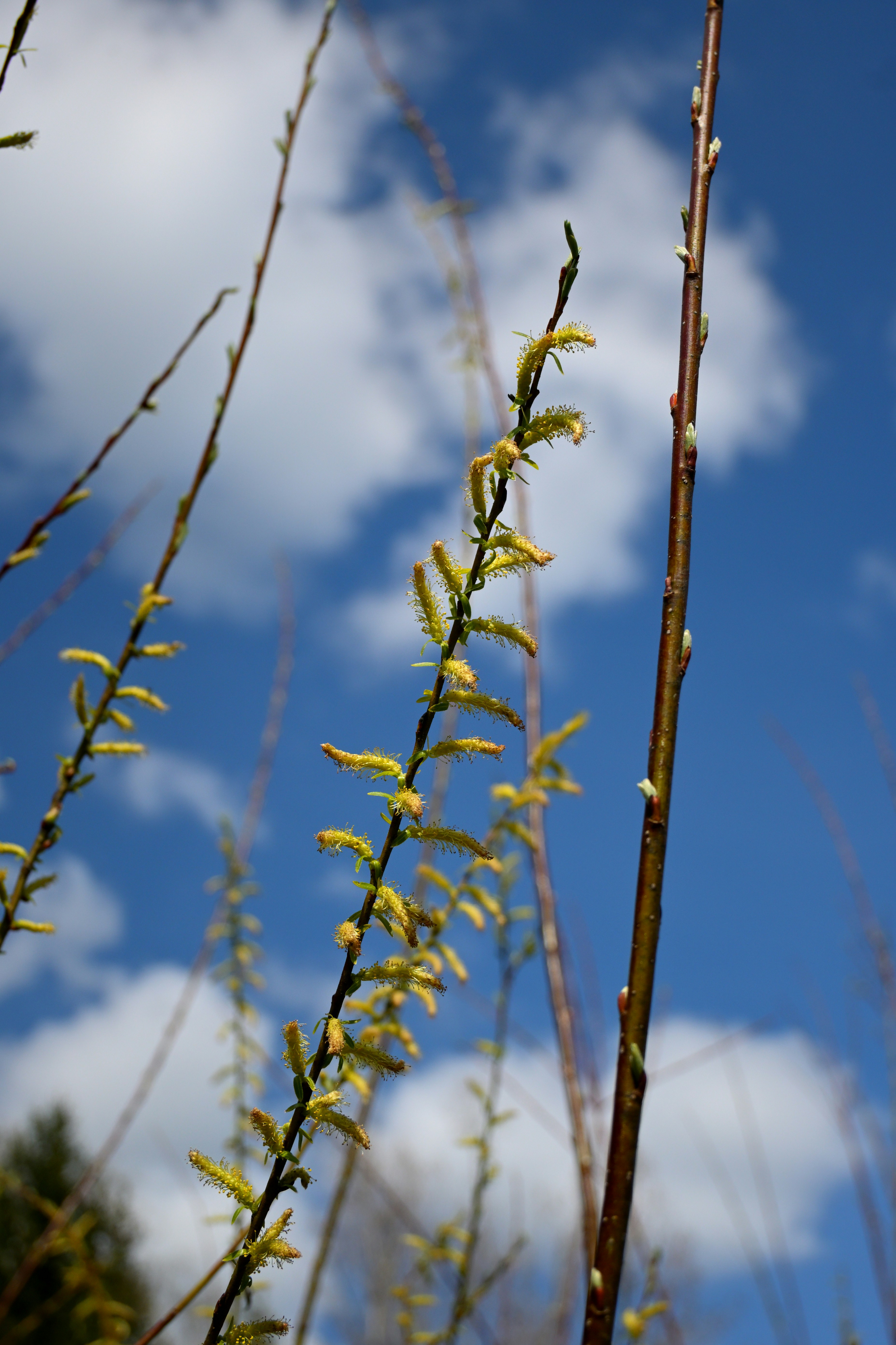 Whispers of Spring Against Azure Skies